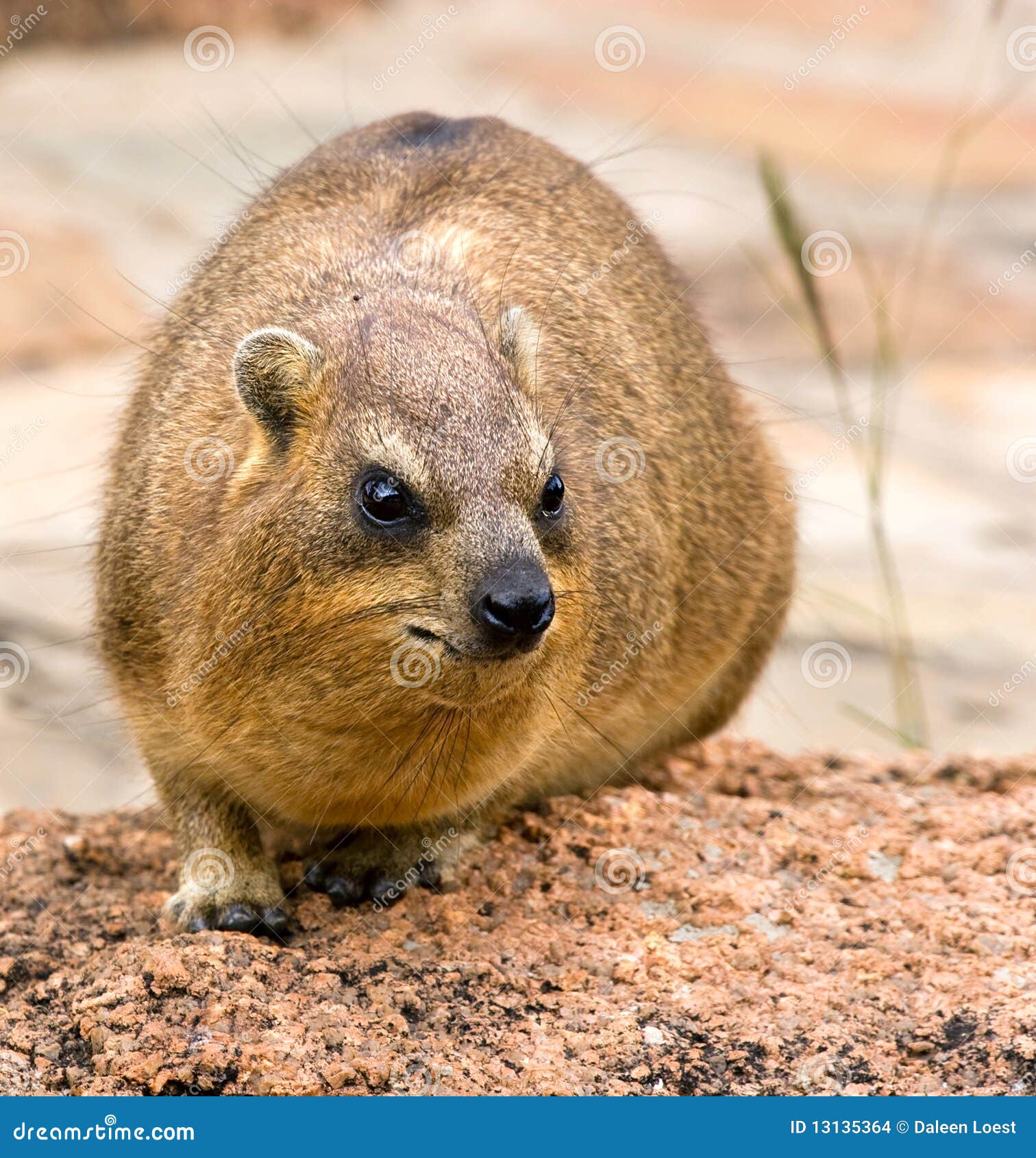 Rock hyrax stock photo. Image of rock, africa, stone - 13135364
