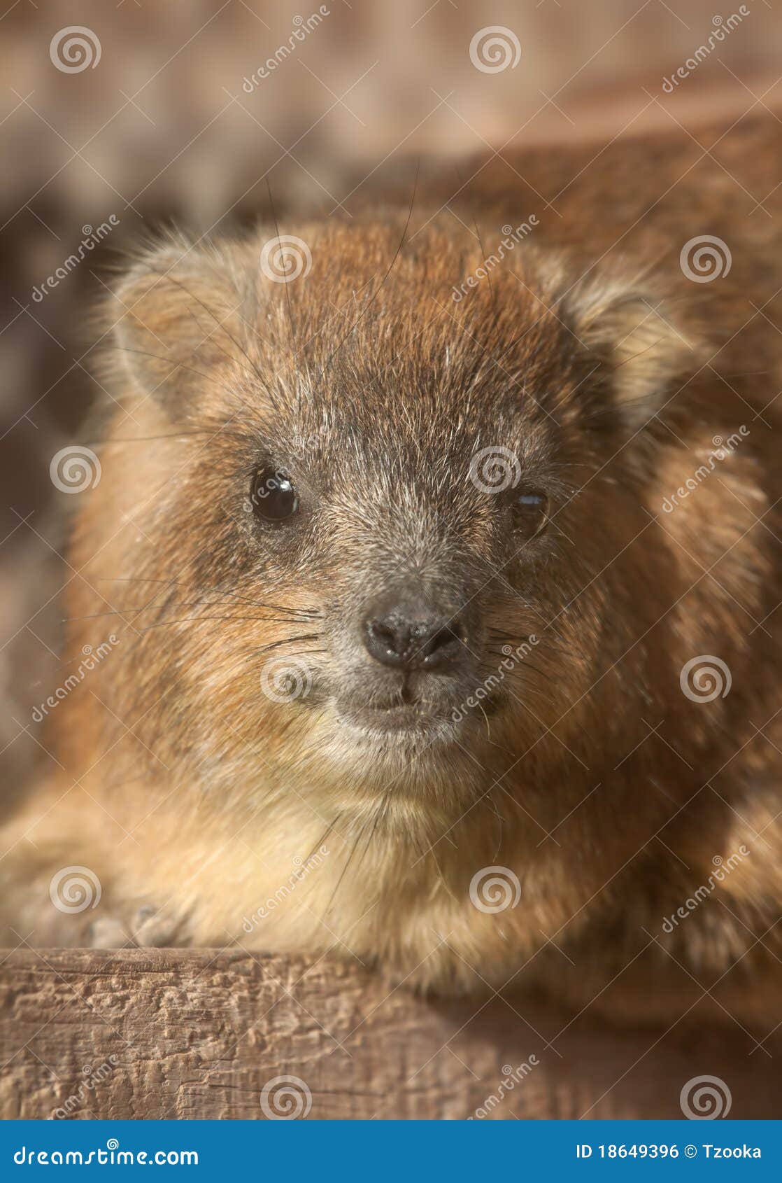 Rock Hyrax stock photo. Image of rock, face, close, nature - 18649396