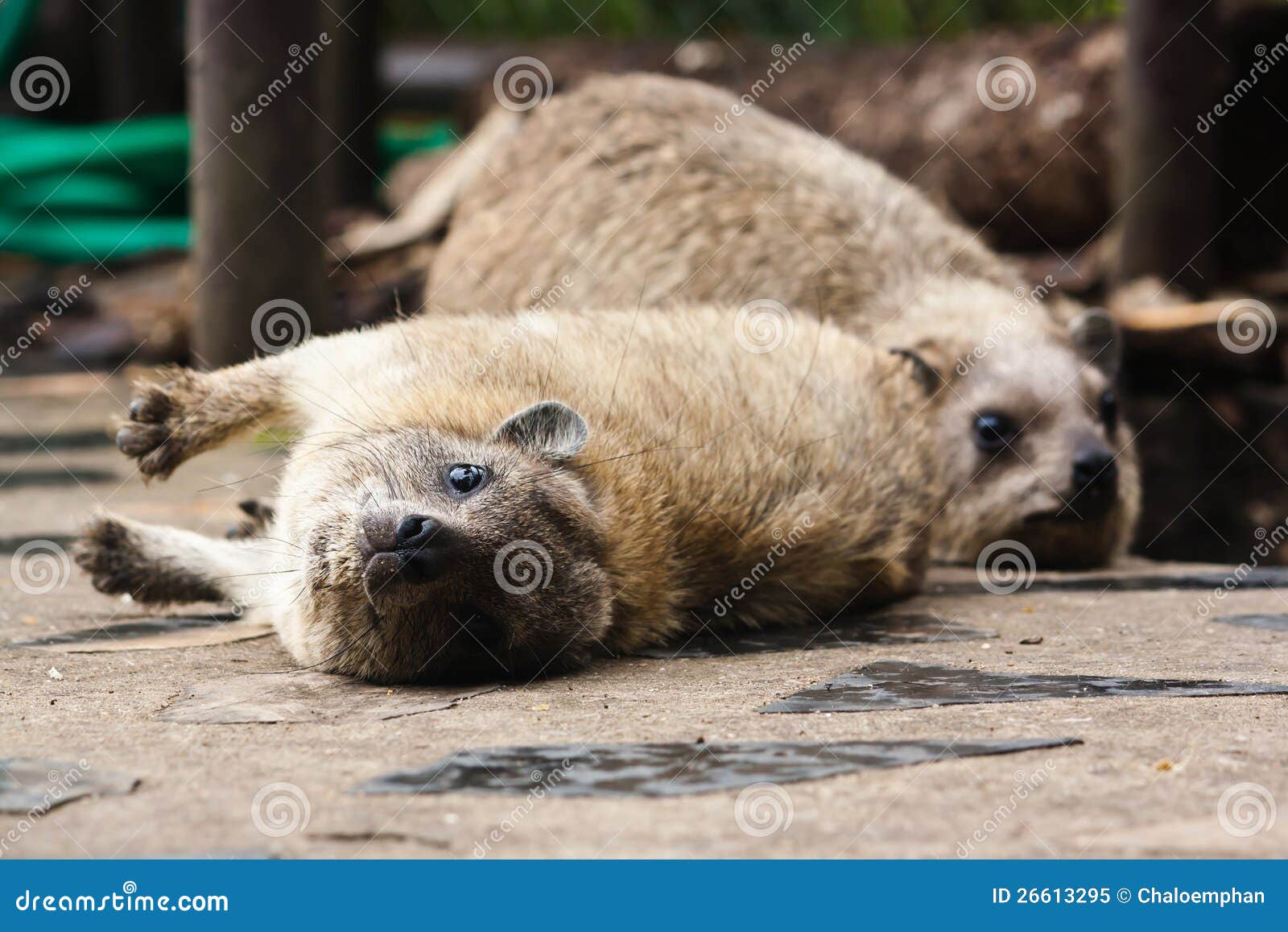 Rock hyrax stock image. Image of middle, chordata, horizontal - 26613295