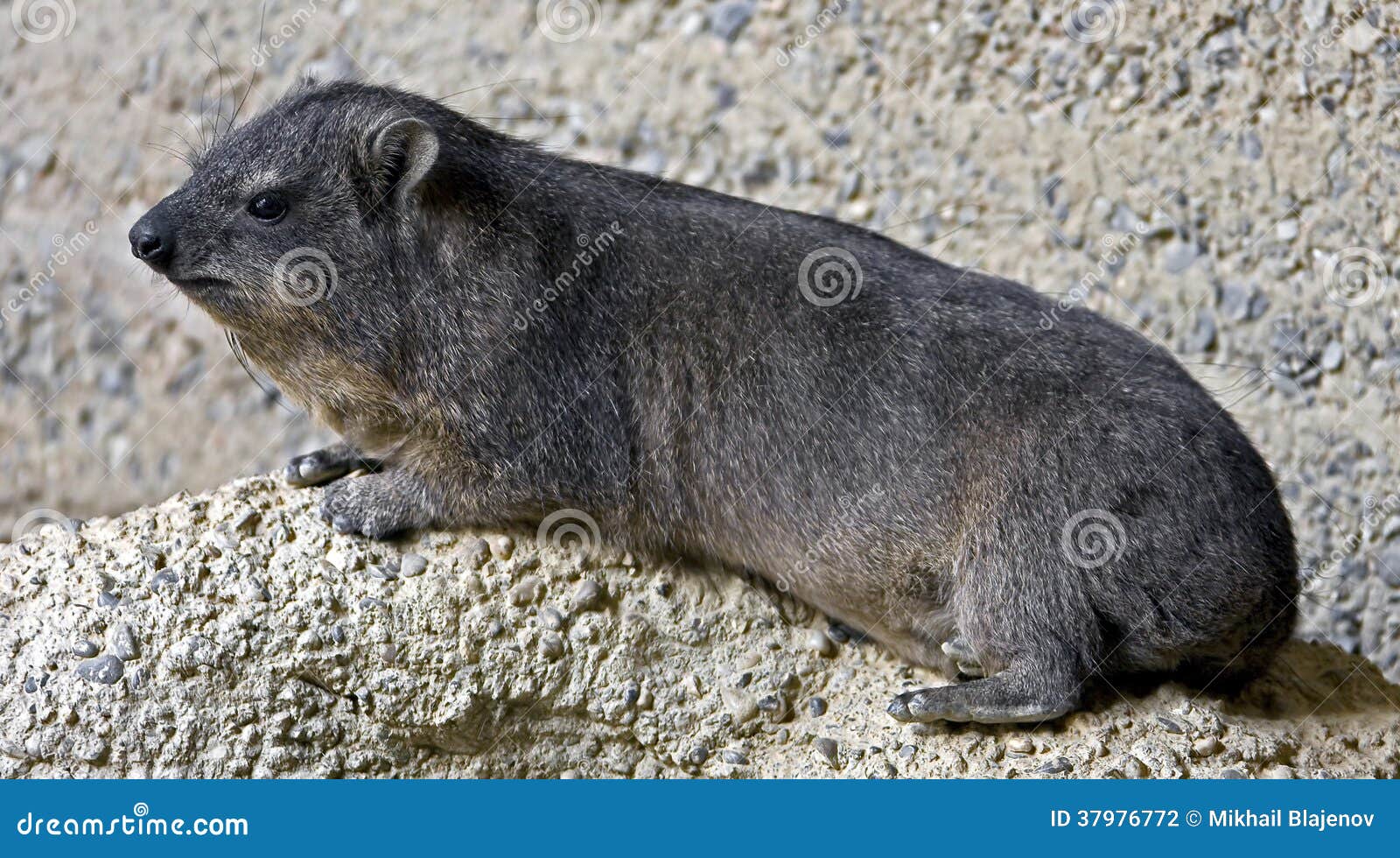 Rock hyrax 8 stock photo. Image of view, exotic, environment - 37976772