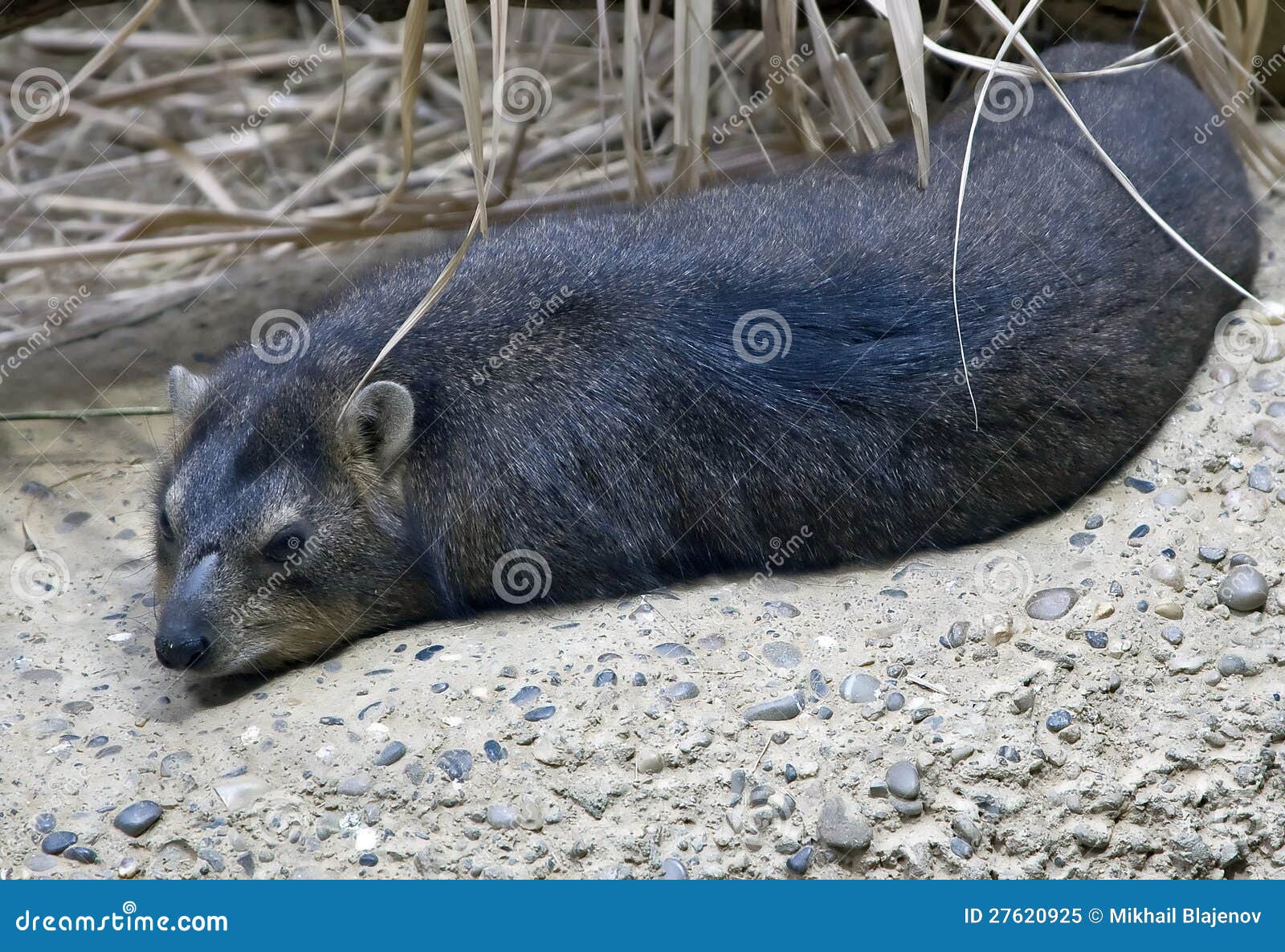 Rock hyrax 5 stock image. Image of zoology, animal, exotic - 27620925