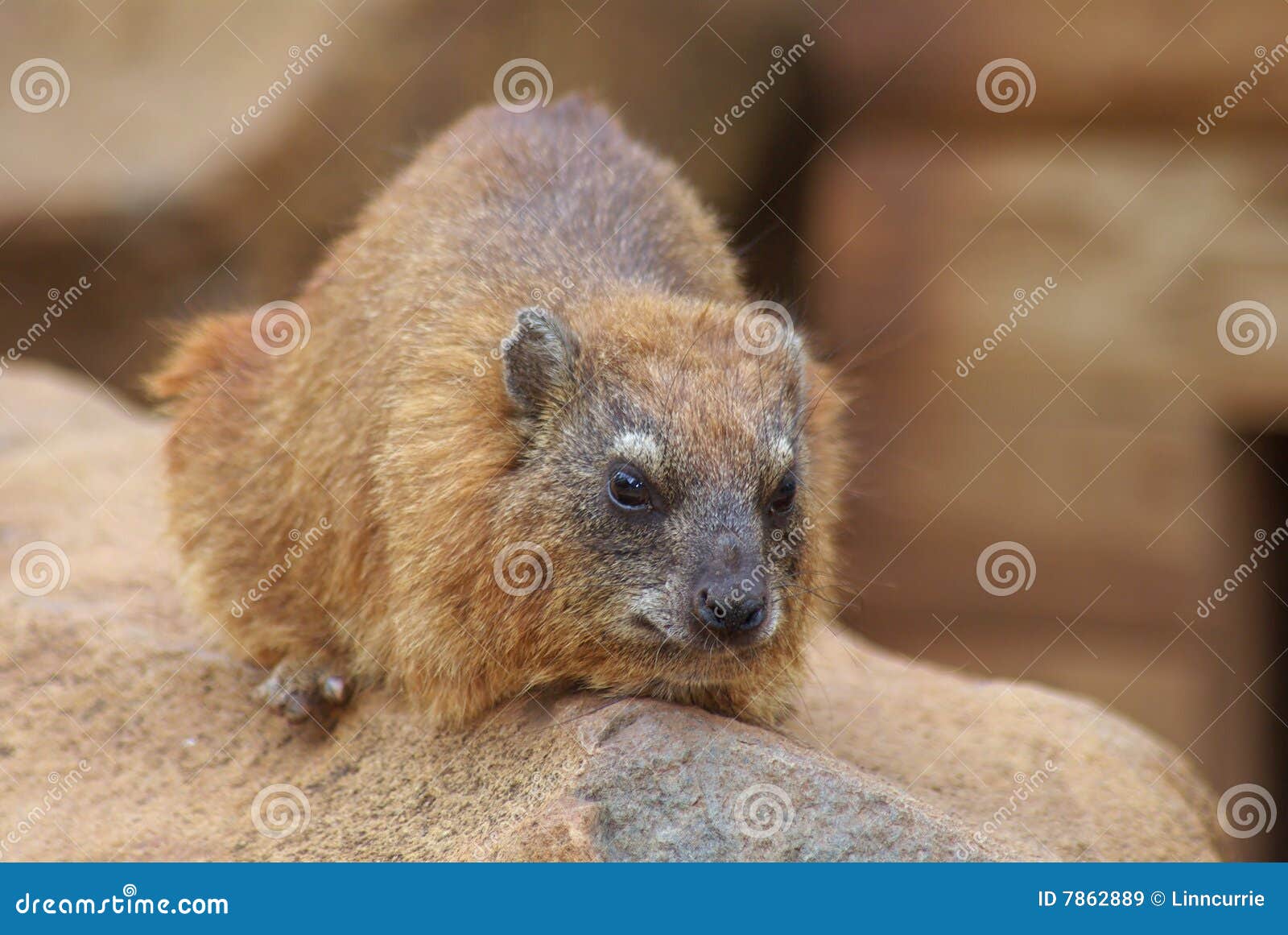 Rock hyrax stock image. Image of furry, mammal, mongoose - 7862889