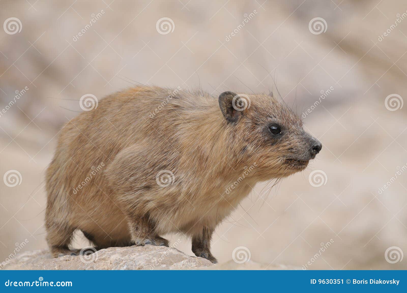 The Rock Hyrax stock image. Image of hill, dead, exotic - 9630351