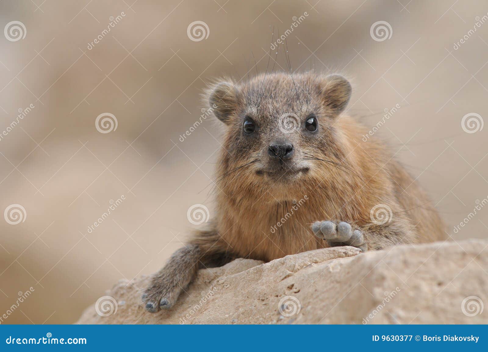 The Rock Hyrax stock image. Image of mountains, inhabitant - 9630377