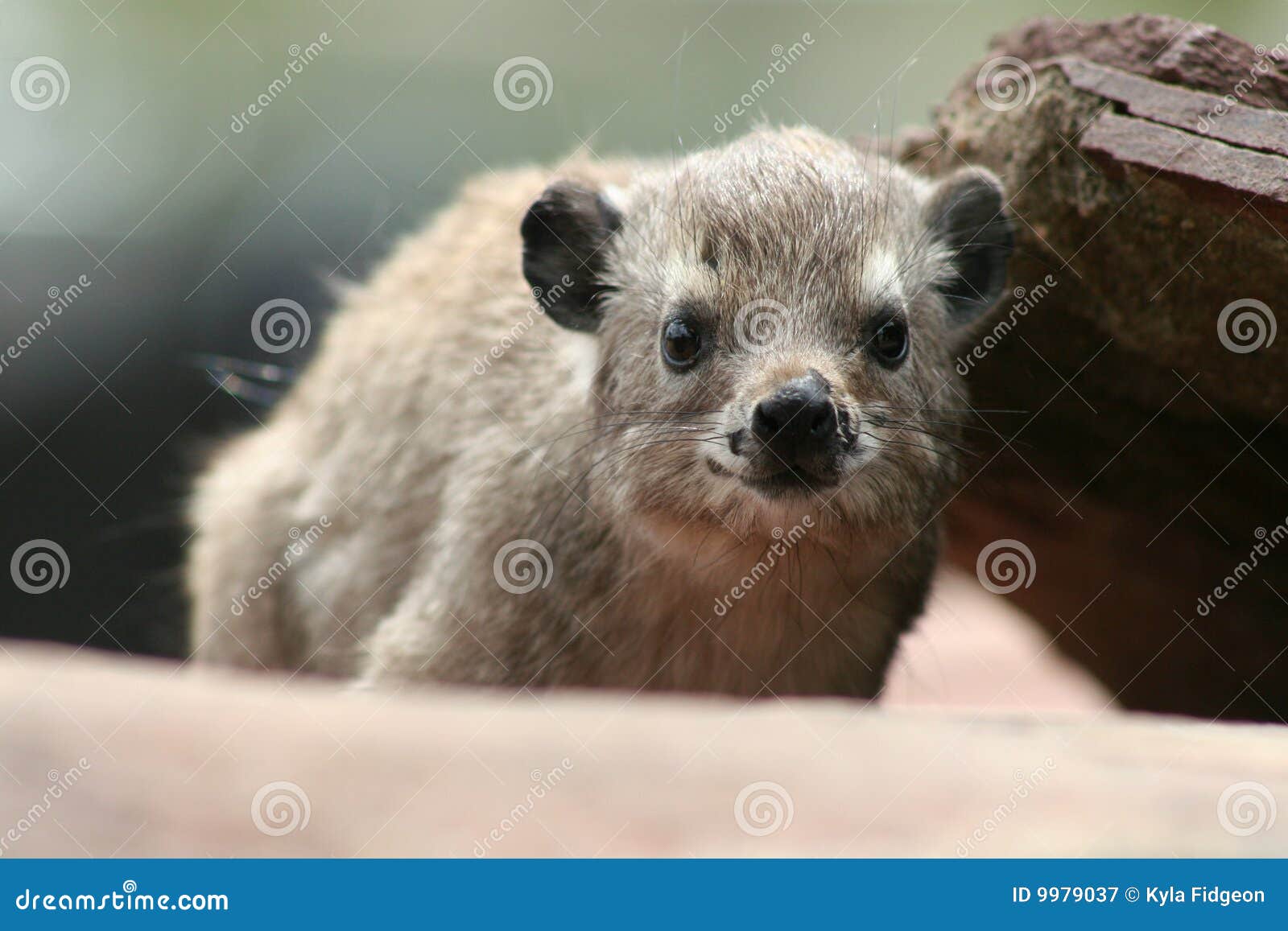 Rock Hyrax stock image. Image of african, africa, wildlife - 9979037