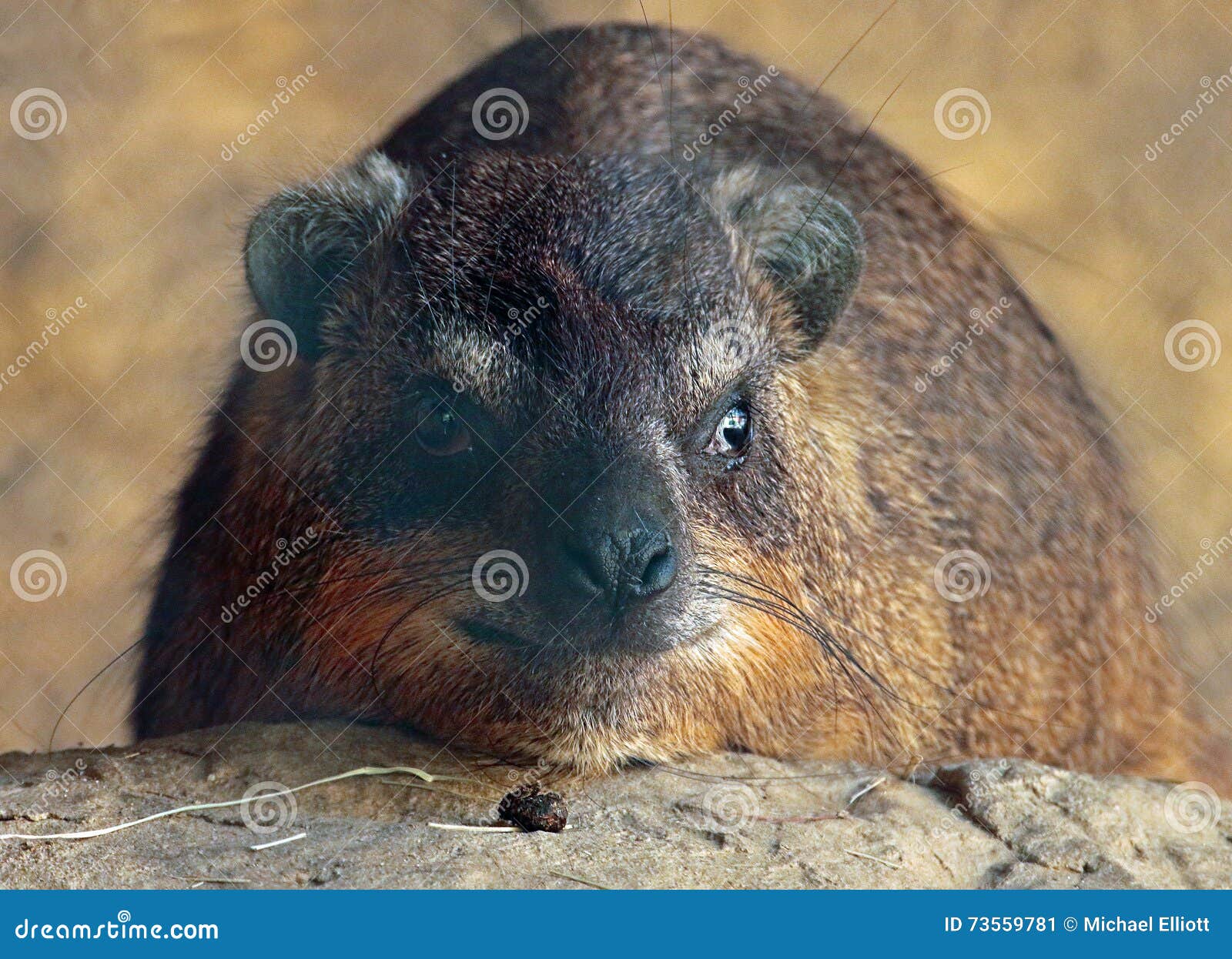 Rock Hyrax stock image. Image of endemic, closeup, nature - 73559781