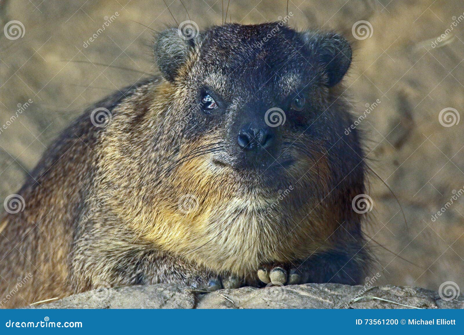 Rock Hyrax stock photo. Image of looking, hyrax, exotic - 73561200