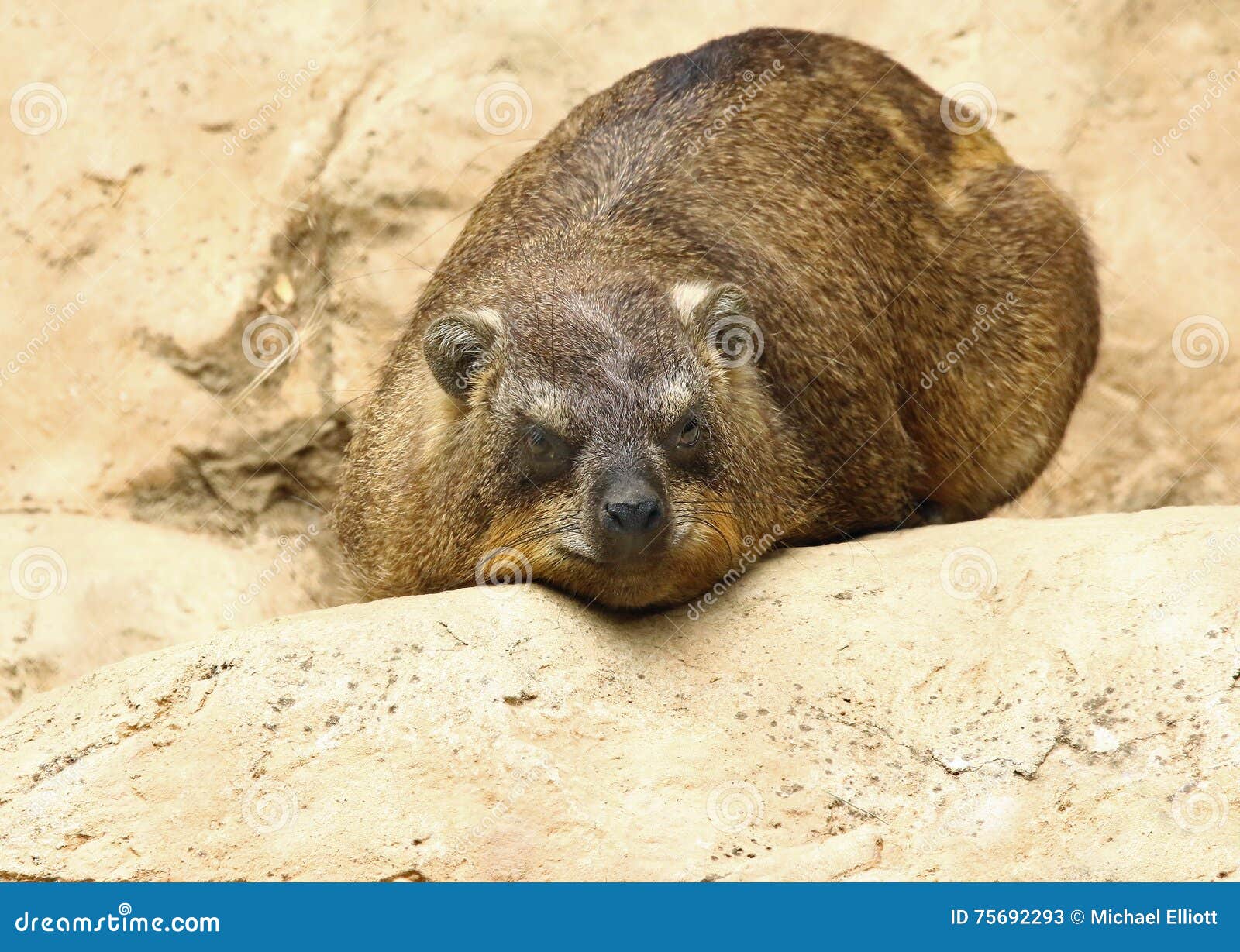 Rock Hyrax stock image. Image of eyes, frontal, fauna - 75692293