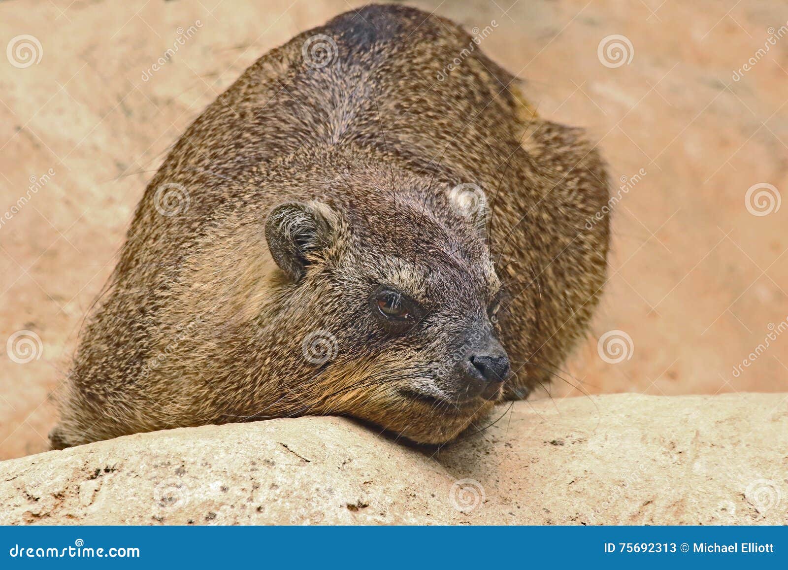 Rock Hyrax stock image. Image of bite, eyes, africa, african - 75692313