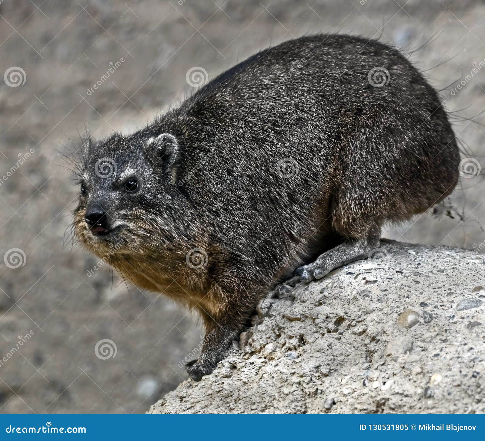 Rock hyrax 11 stock image. Image of rodent, nature, view - 130531805