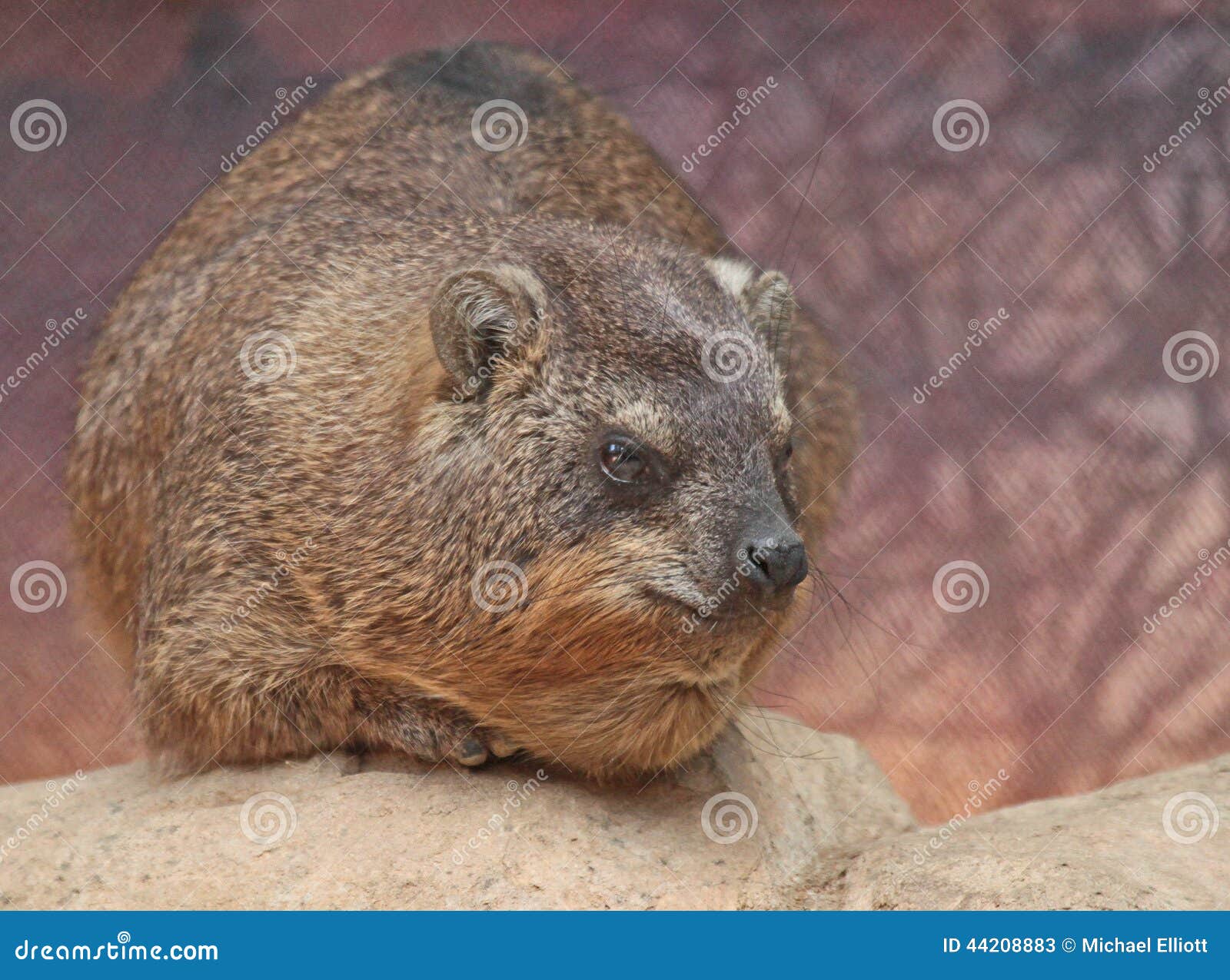 Rock Hyrax stock image. Image of mammal, ecology, face - 44208883