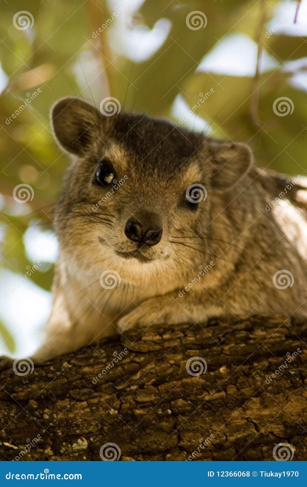Rock Hyrax (Dassie) -2 stock photo. Image of procavia - 12366068