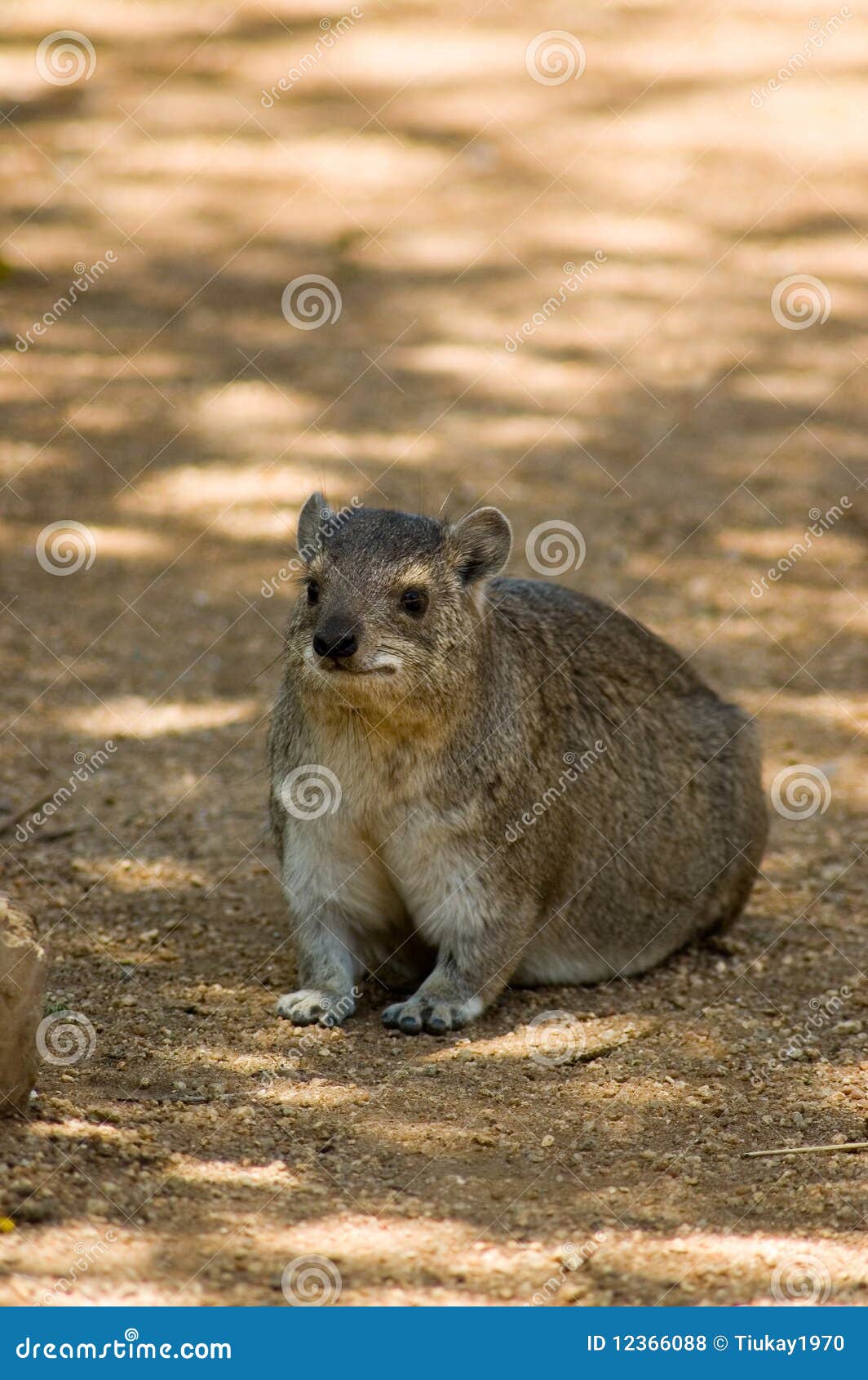 Rock Hyrax (Dassie) -4 stock photo. Image of park, capensis - 12366088