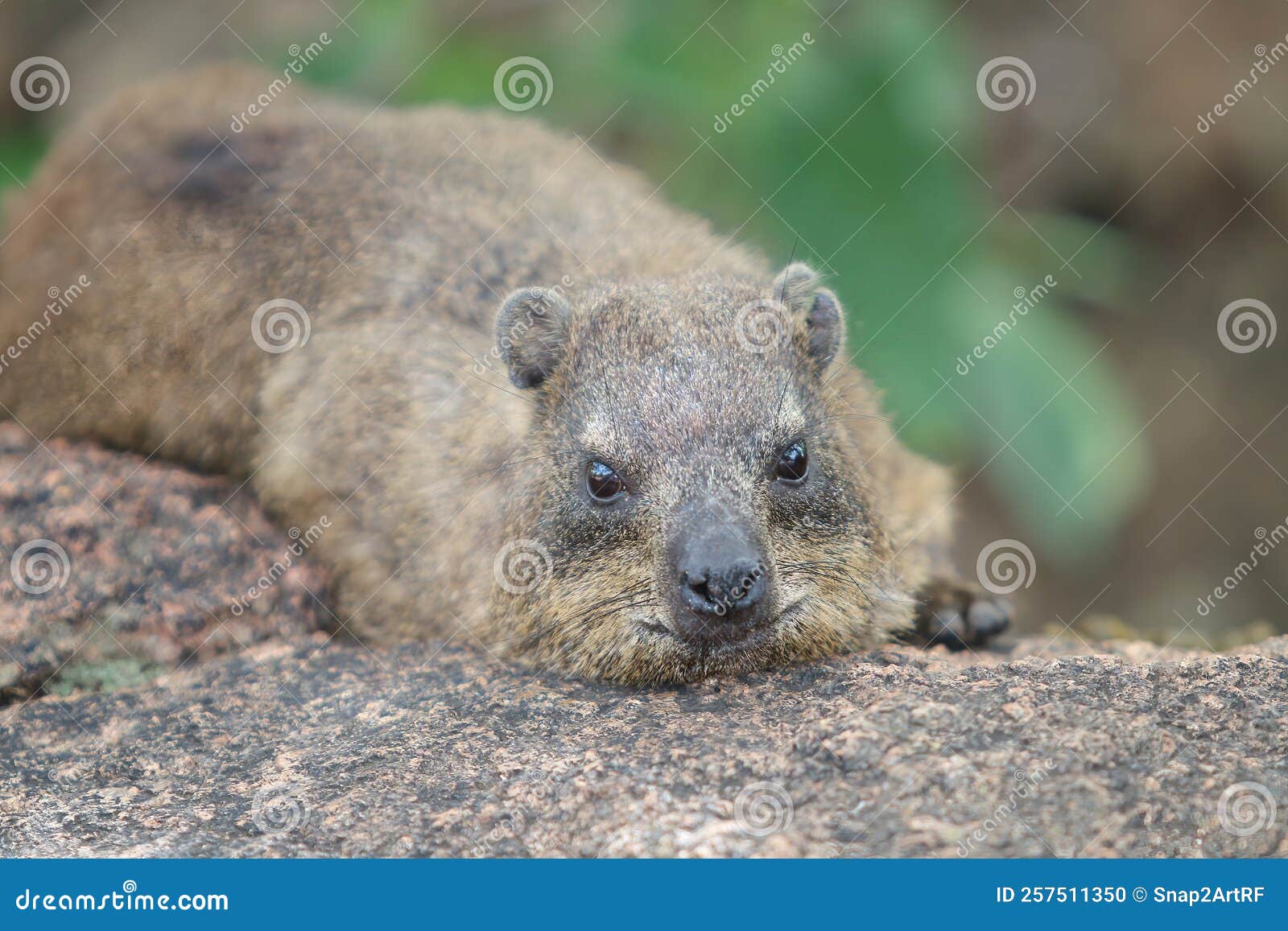 Rock Hyrax, Dassie, Relaxing on a Rock Stock Photo - Image of hyrax ...