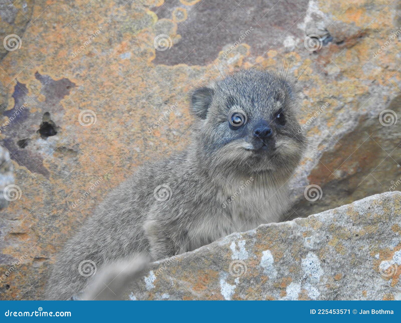 Rock Hyrax Isolated on a Rock Stock Image - Image of rock, hyrax: 225453571