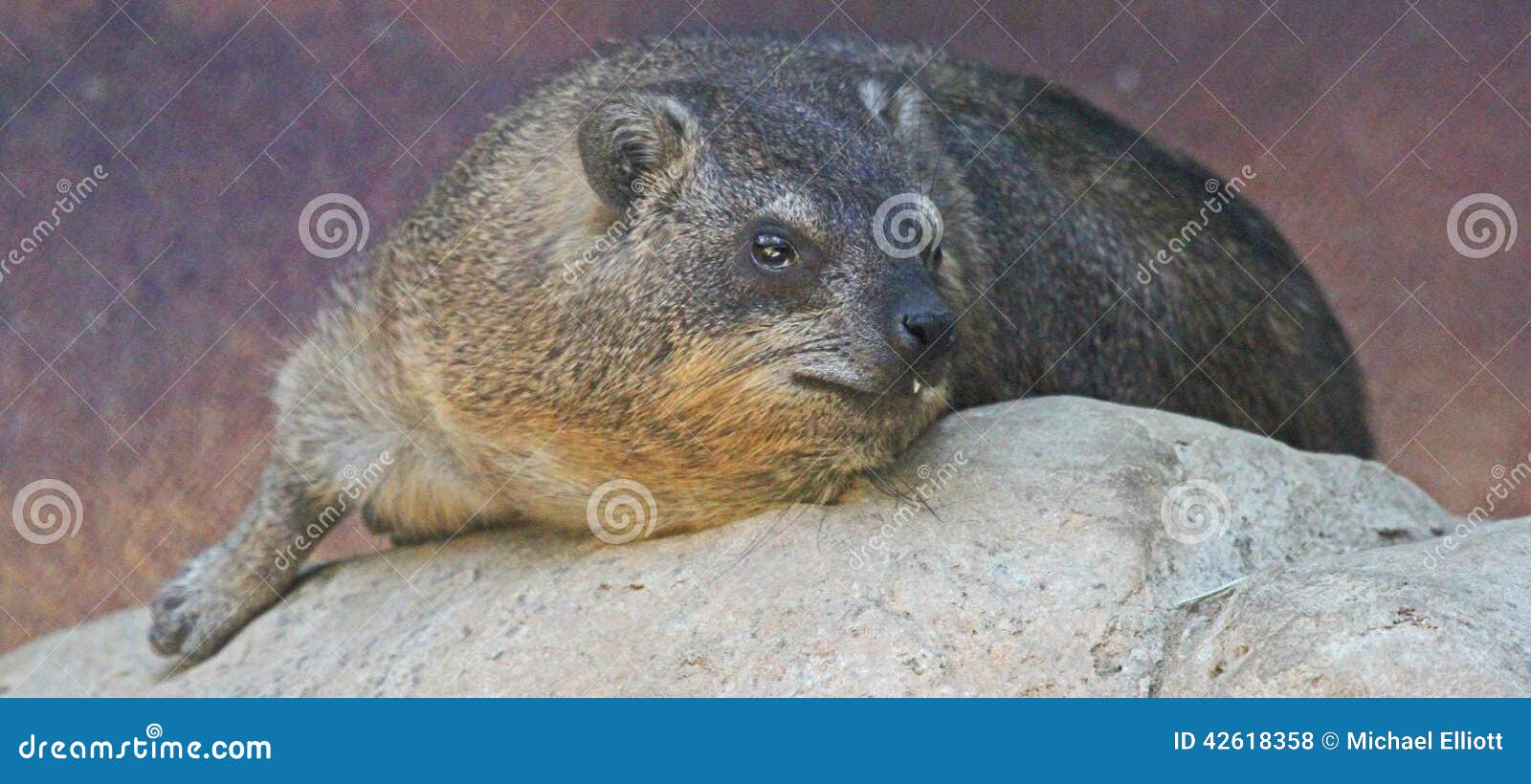 Rock Hyrax stock photo. Image of creature, head, environment - 42618358
