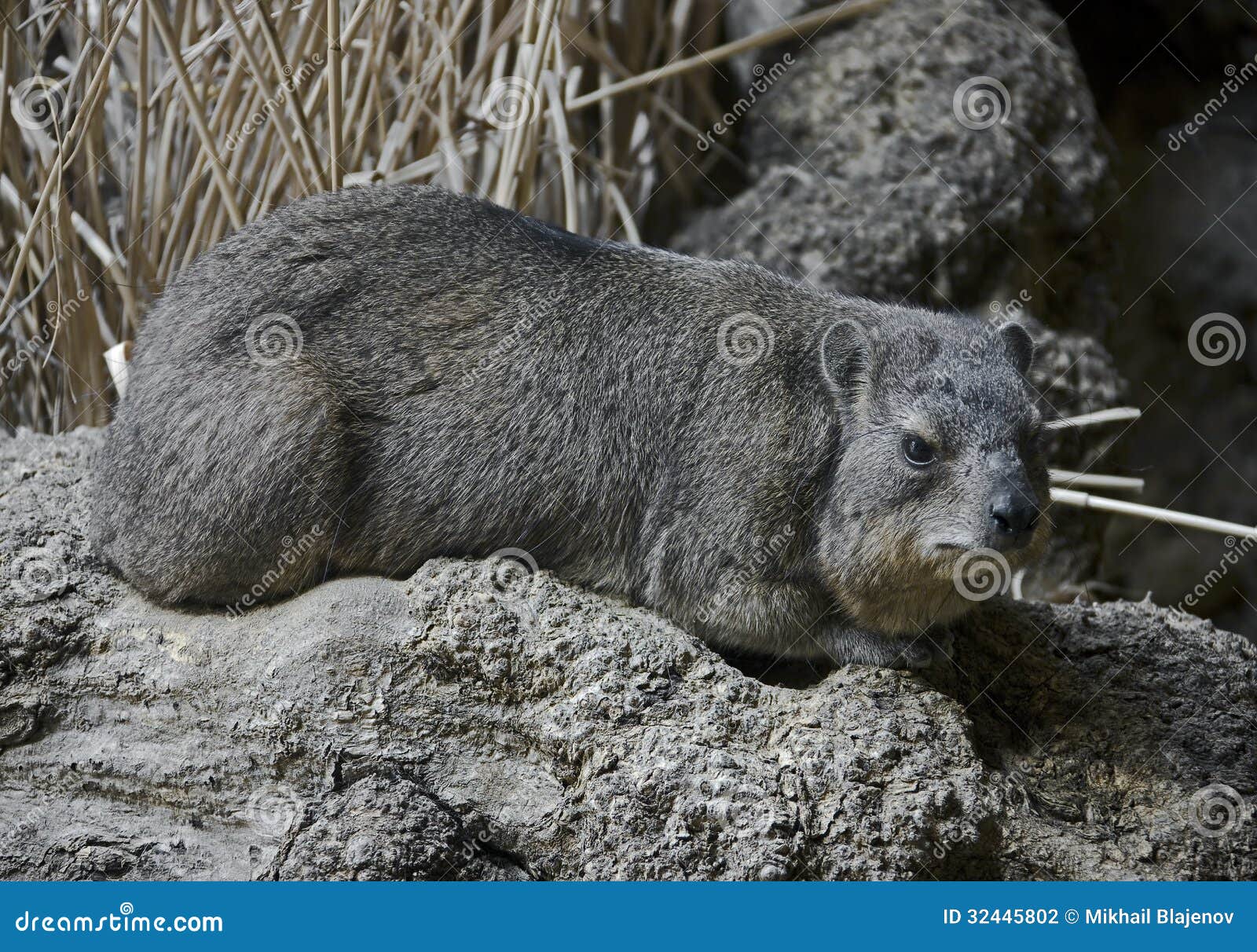 Rock hyrax 3 stock photo. Image of creature, wildlife - 32445802