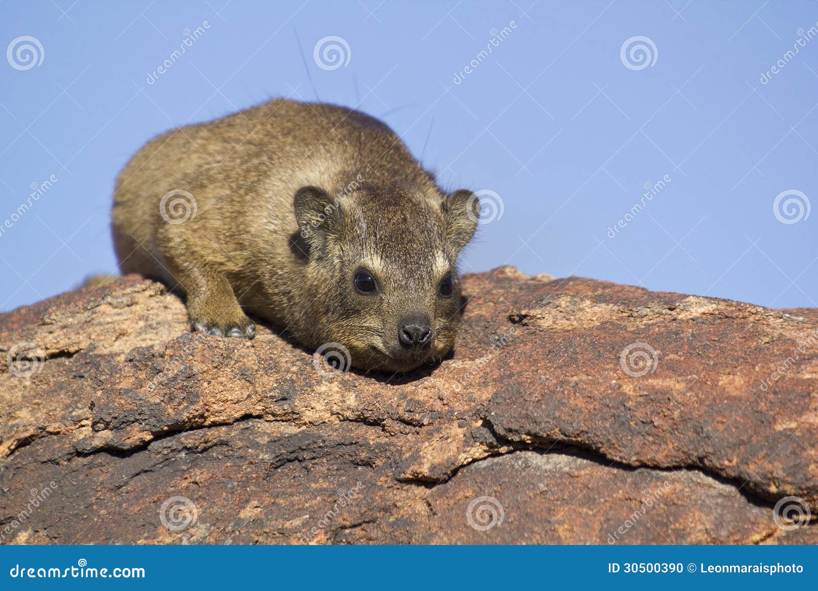 Rock Hyrax stock photo. Image of cliff, dwelling, african - 30500390