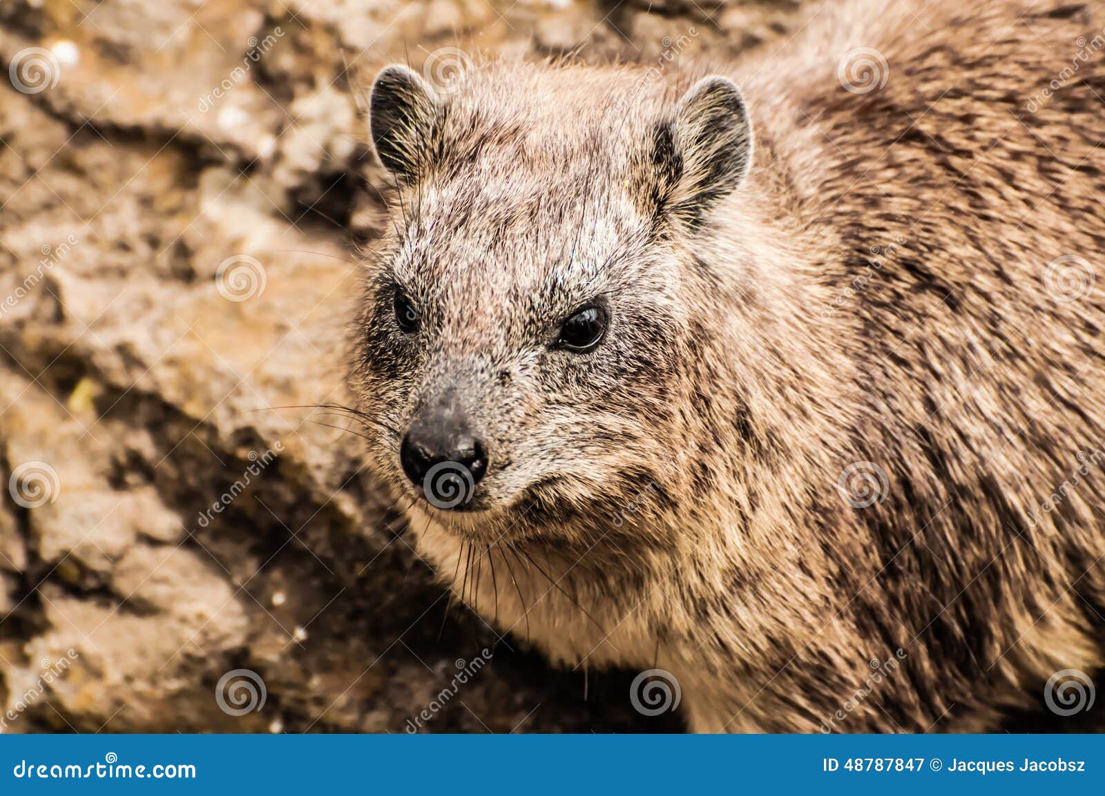 Rock Hyrax stock image. Image of cape, aware, rocky, hyrax - 48787847