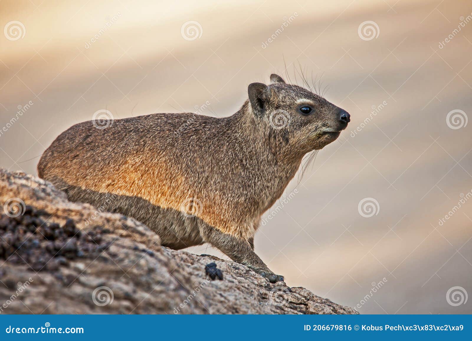 Rock Hyrax Procavia Capensis 11217 Stock Photo - Image of park ...
