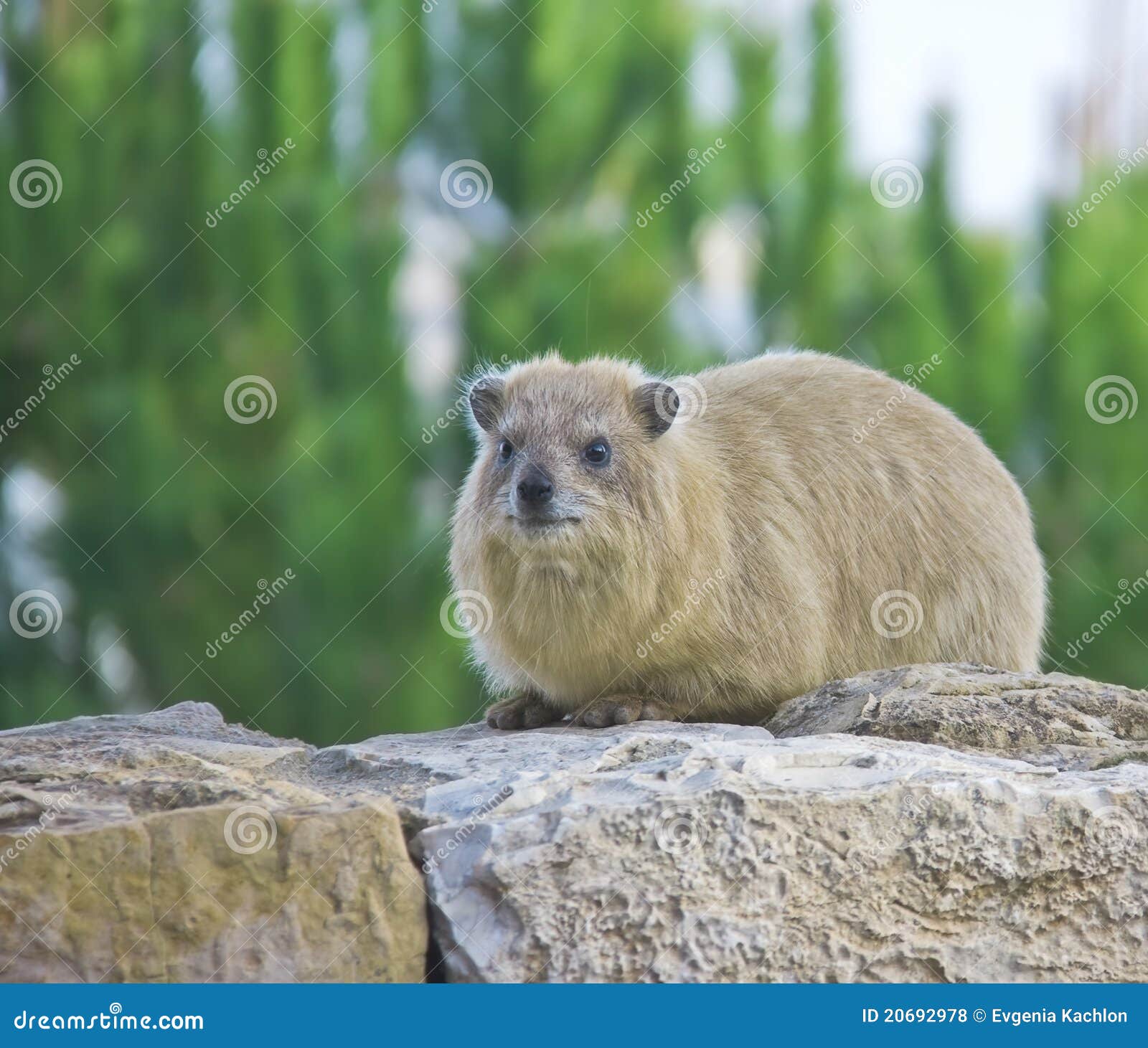 Rock Hyrax (Procavia Capensis) Stock Photo - Image of mammal, petromus ...