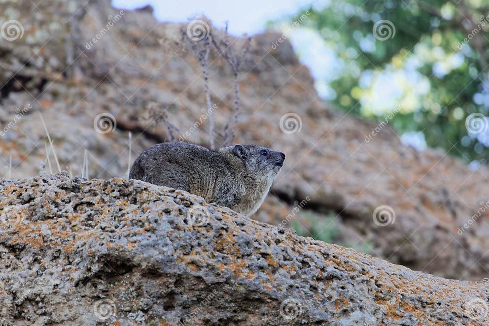 Rock Hyrax Procavia Capensis on a Cliff Stock Image - Image of capensis ...