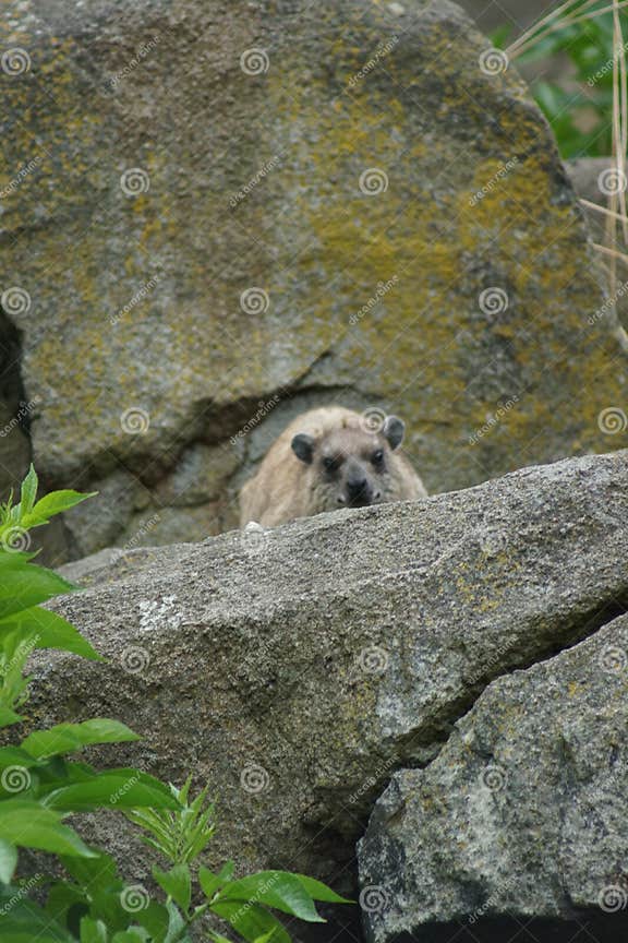 Rock Hyrax - Procavia Capensis Stock Photo - Image of procavia ...