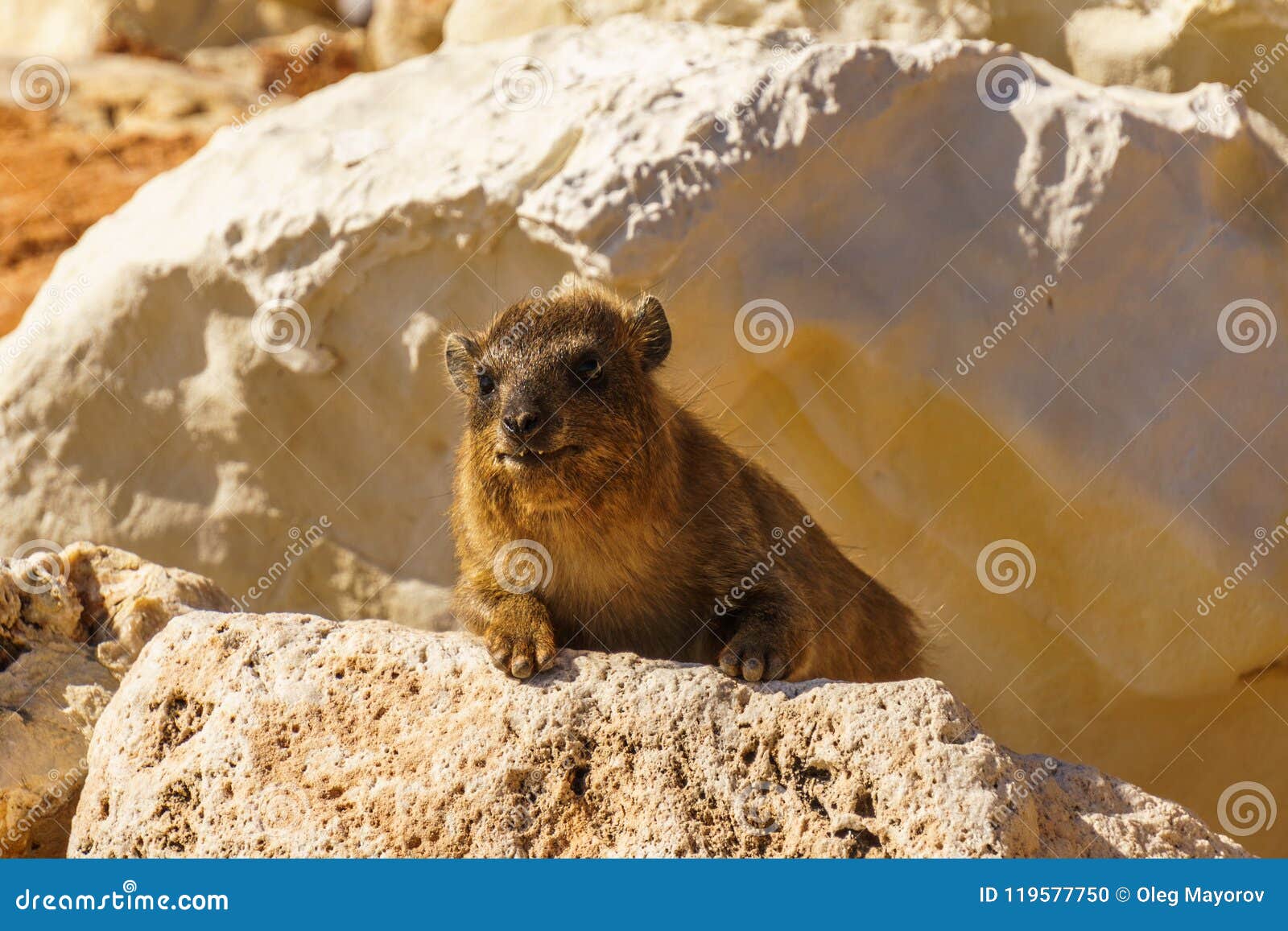 Rock Hyrax in Rocky Terrain in the Wild. Stock Photo - Image of wild ...