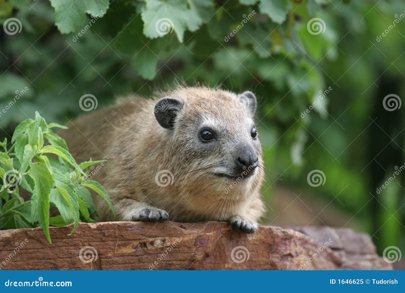 Hyrax At Serengeti Visitor Center, Tanzania Royalty-Free Stock ...