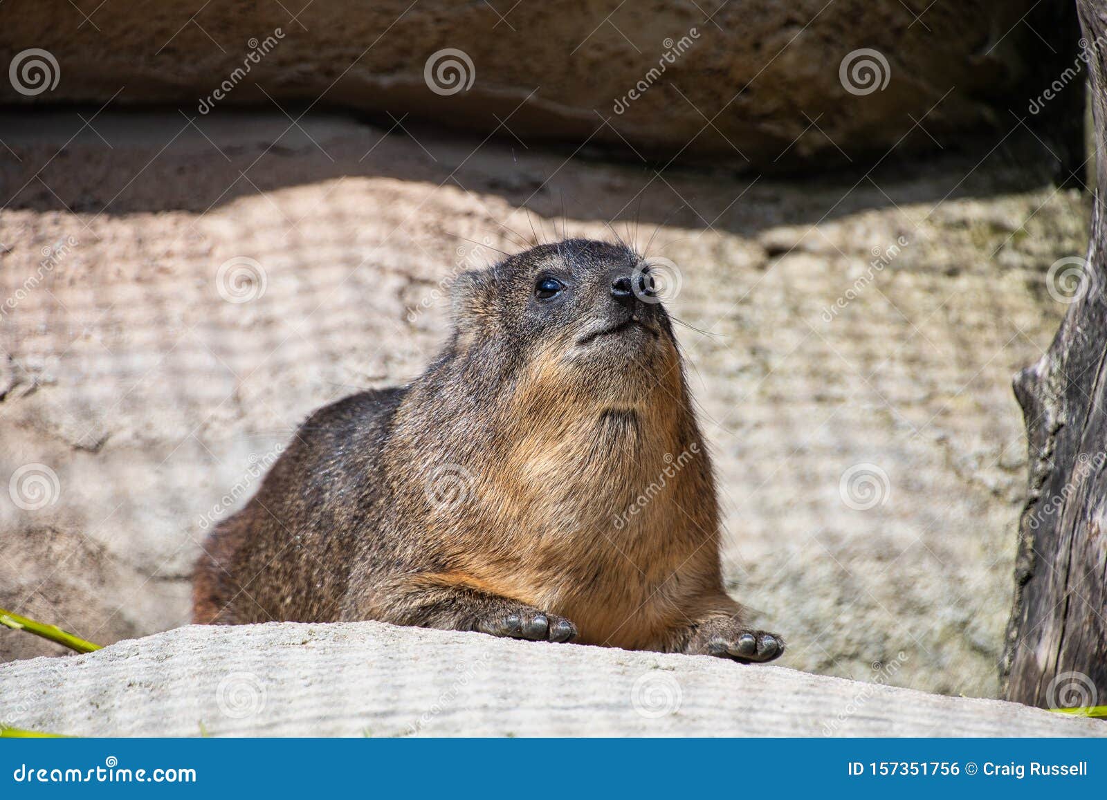 Rock Hyrax Sitting on a Rock Stock Photo - Image of animal, wild: 157351756