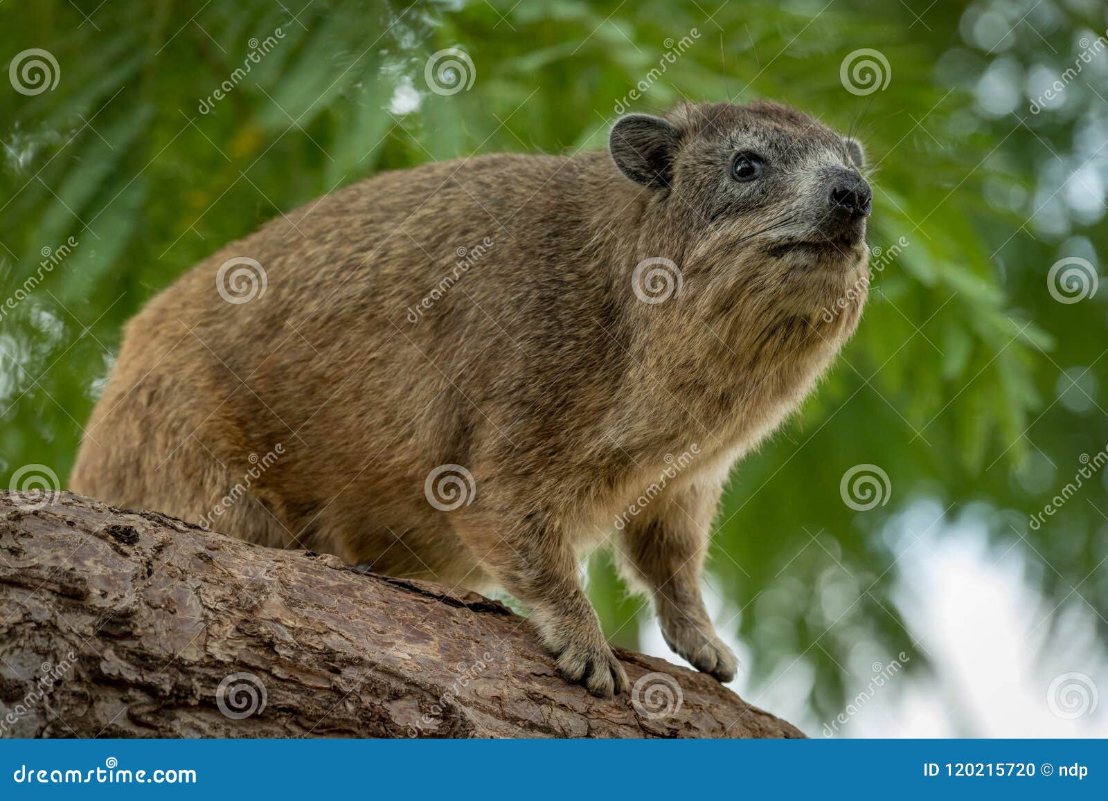 Rock Hyrax Sitting on Thick Tree Branch Stock Photo - Image of safari ...