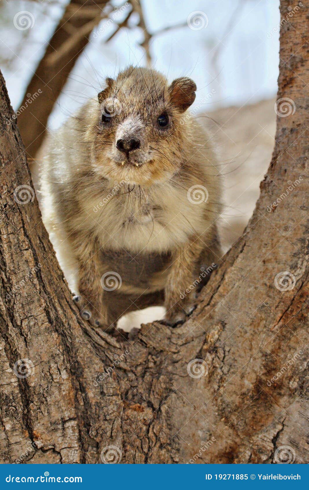 Rock Hyrax standing stock image. Image of mammal, israel - 19271885