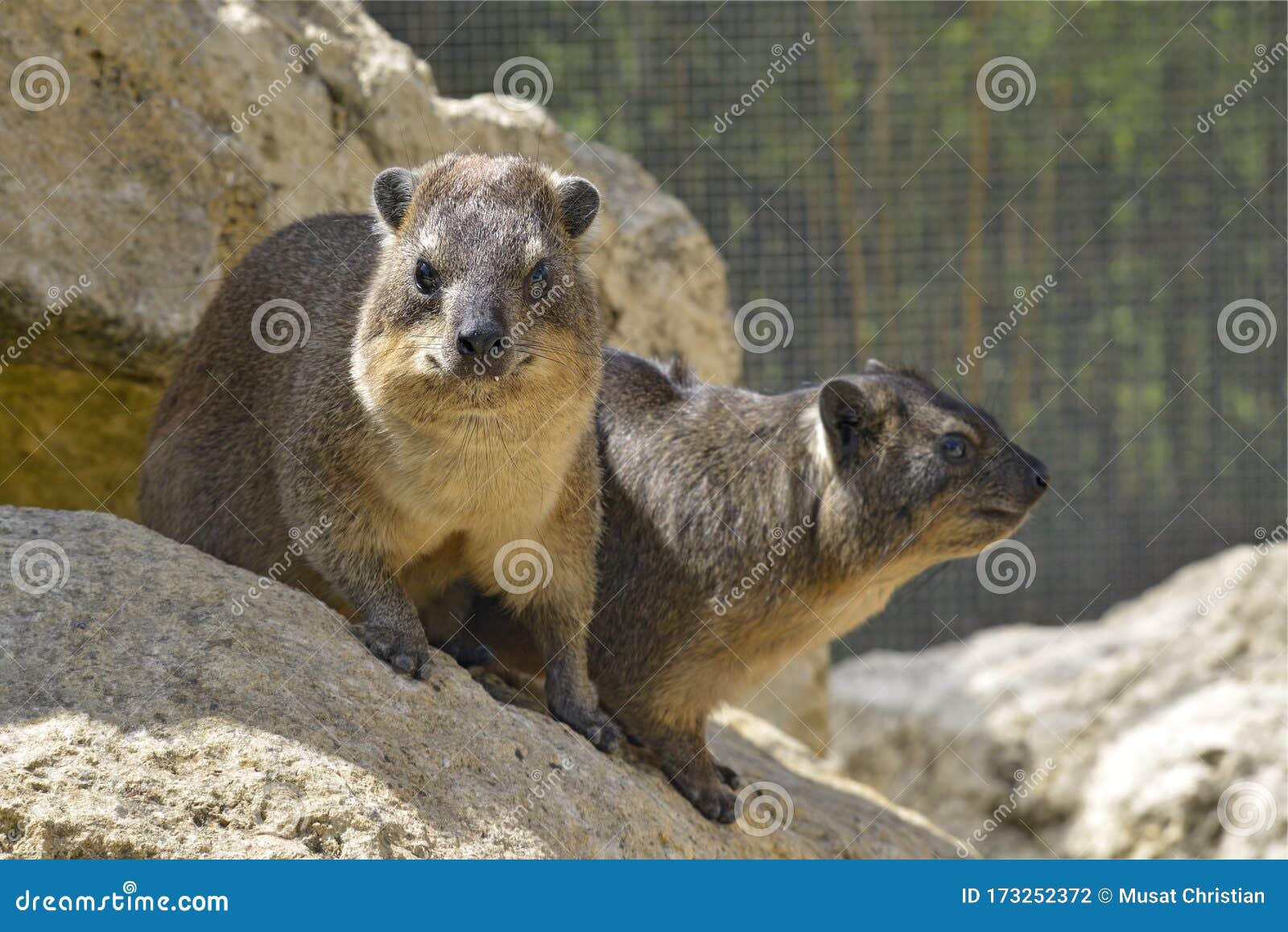 Hyrax On Stone In Rocky Mountain. Wildlife Scene From Nature. Face ...