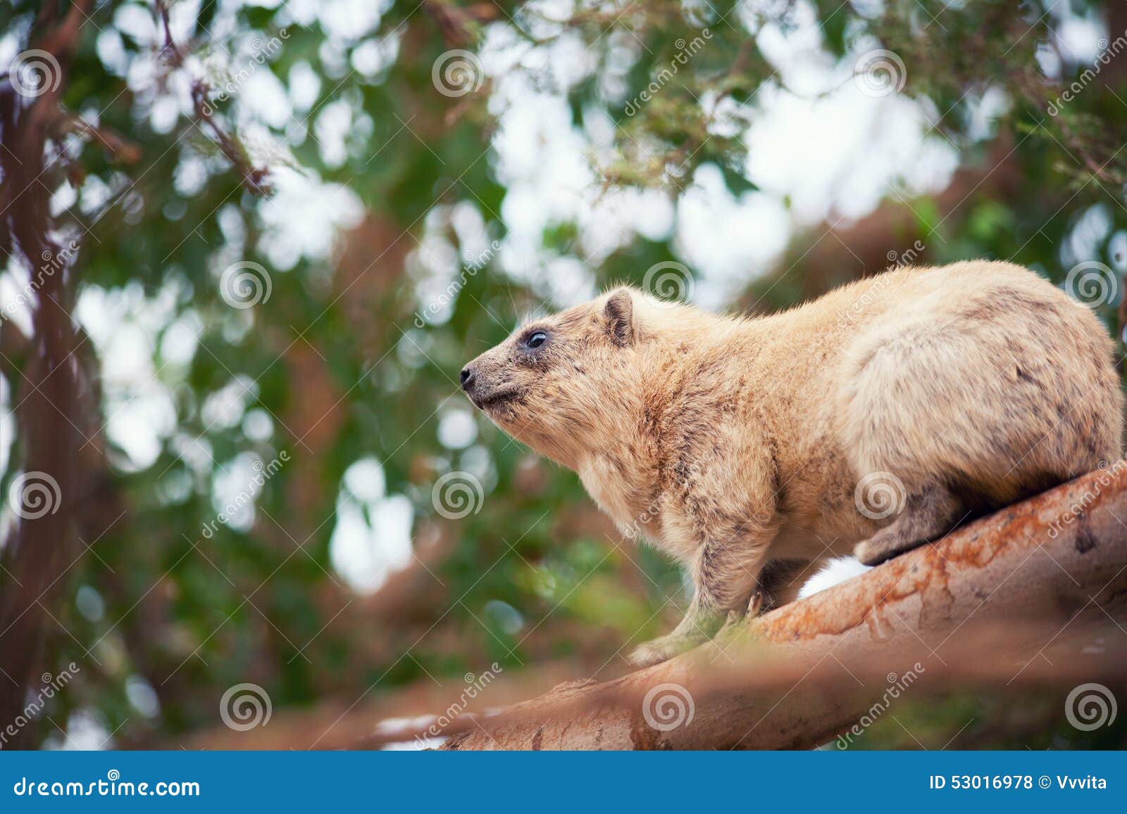 Rock hyrax stock photo. Image of green, israel, forest - 53016978