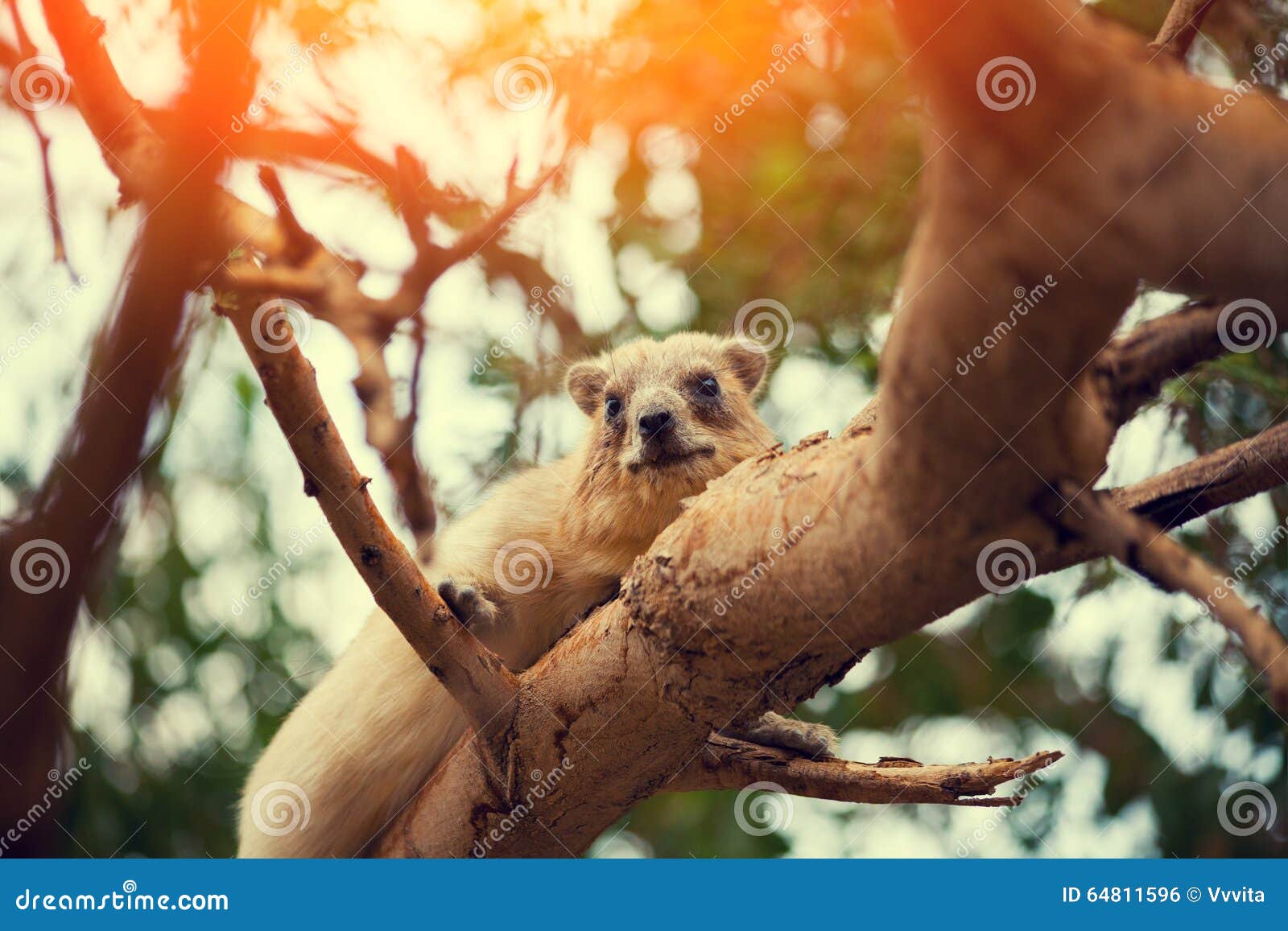 Rock hyrax stock photo. Image of natural, forest, plant - 64811596