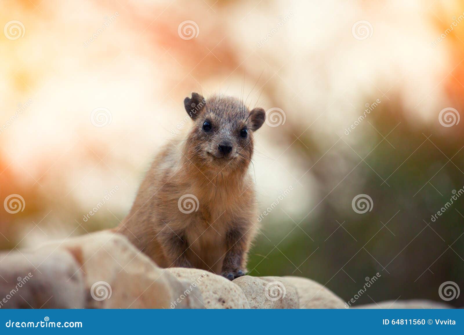 Rock hyrax stock photo. Image of wildlife, outdoor, walking - 64811560