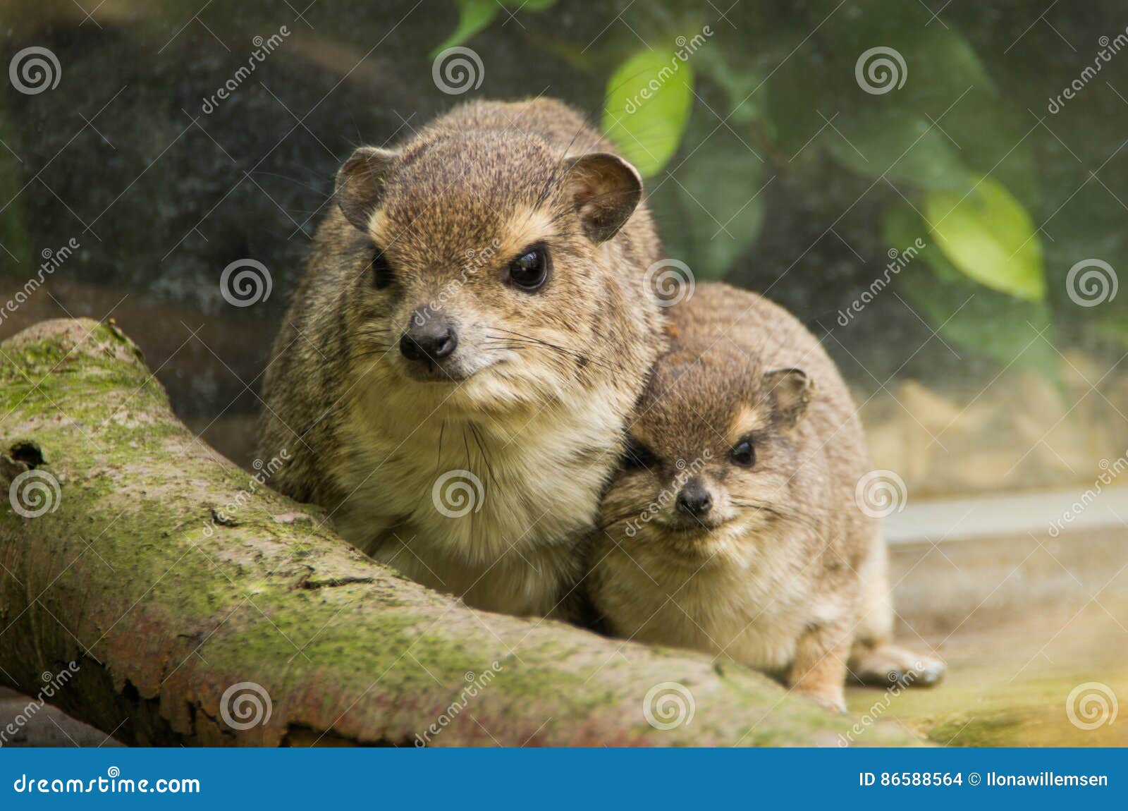 A rock hyrax with young stock photo. Image of dwelling - 86588564