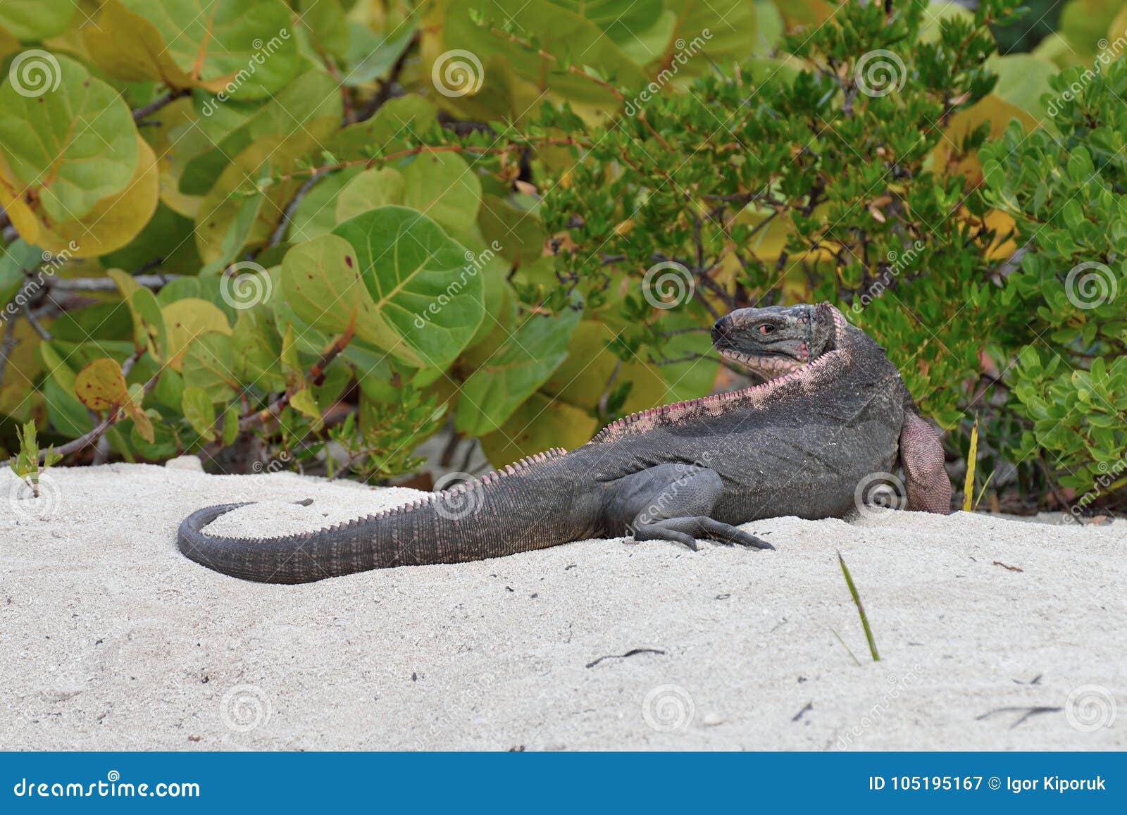Rock Iguana. stock image. Image of white, island, exumas - 105195167