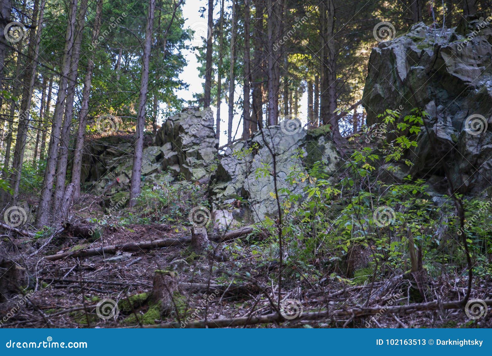 Rock Inside Forest Landscape Stock Image - Image of trees, environment ...