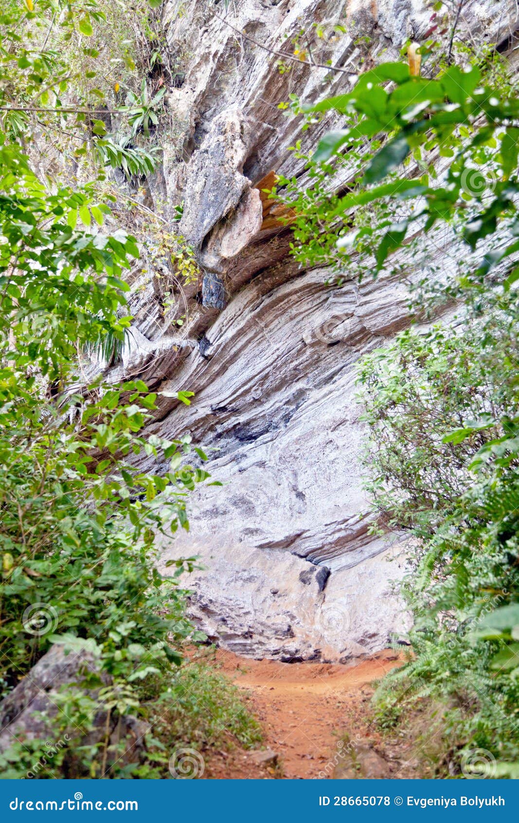 Rock in a jungle stock photo. Image of green, rainforest - 28665078