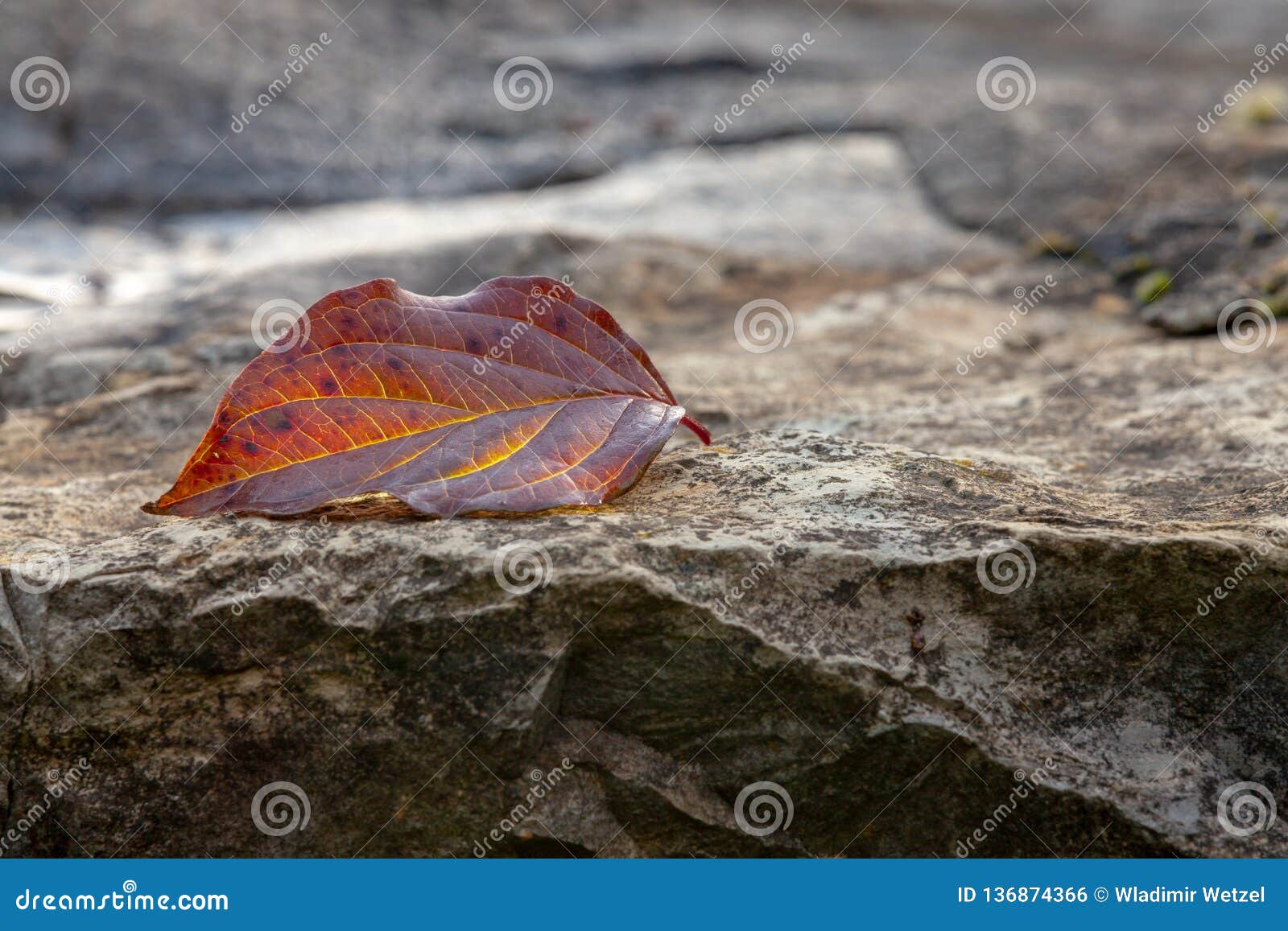 A Rock an a Leaf with Lifelines on it Stock Photo - Image of rock ...