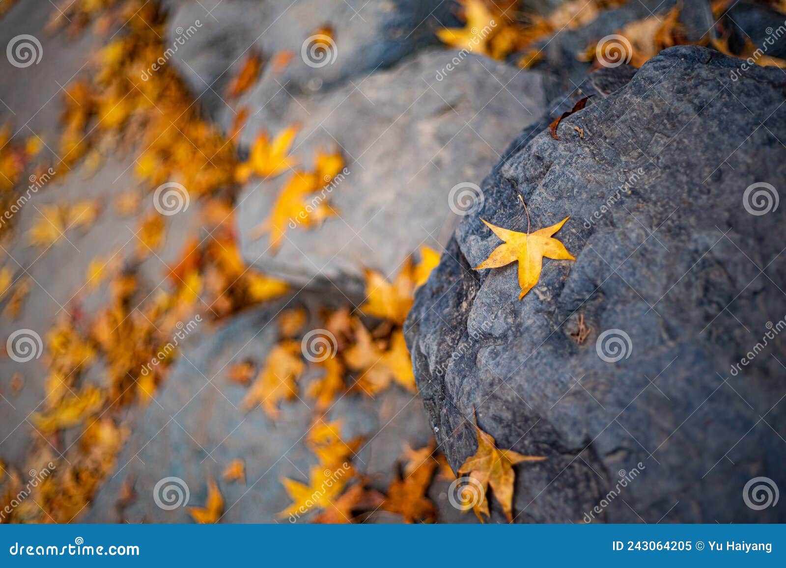 Rock and maple leaves stock image. Image of fall, autumn - 243064205