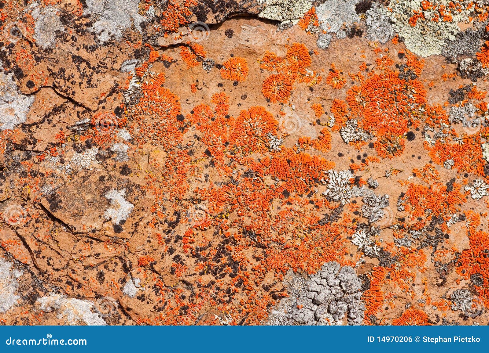 Rock Lichens Background Pattern Stock Photo - Image of background, rock ...