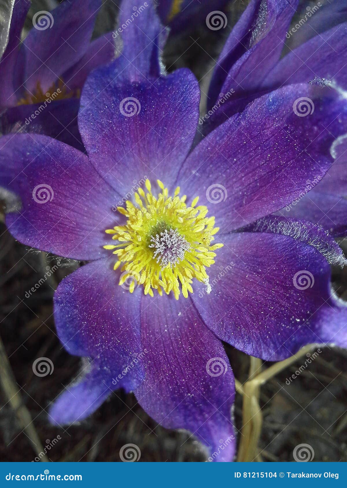 Rock-lily stock photo. Image of macro, grass, flower - 81215104