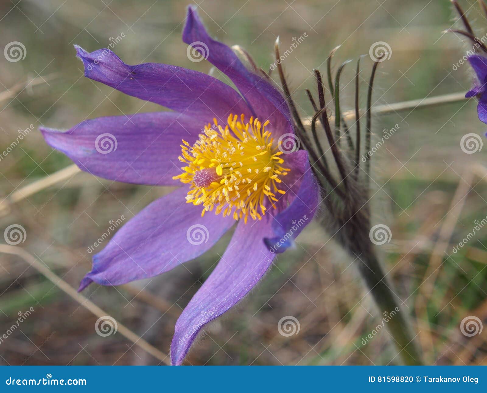 Rock-lily stock photo. Image of april, violent, flora - 81598820