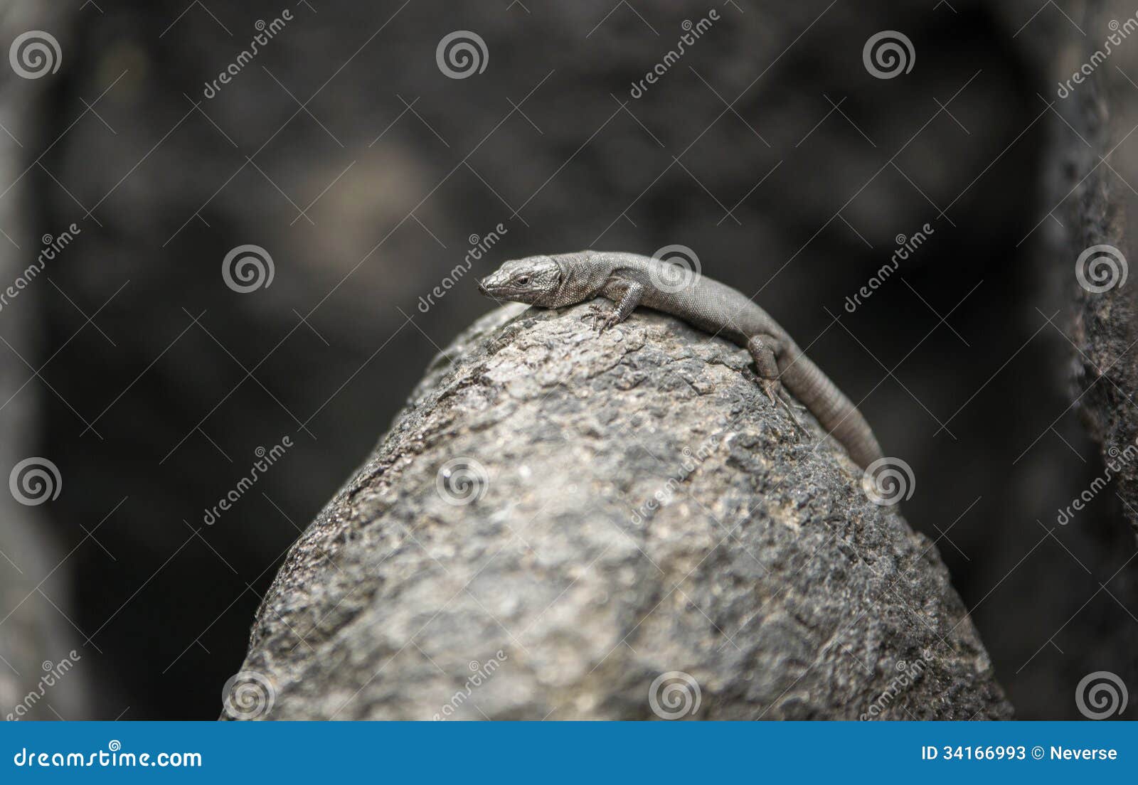 Rock lizard stock image. Image of volcano, summer, closeup - 34166993