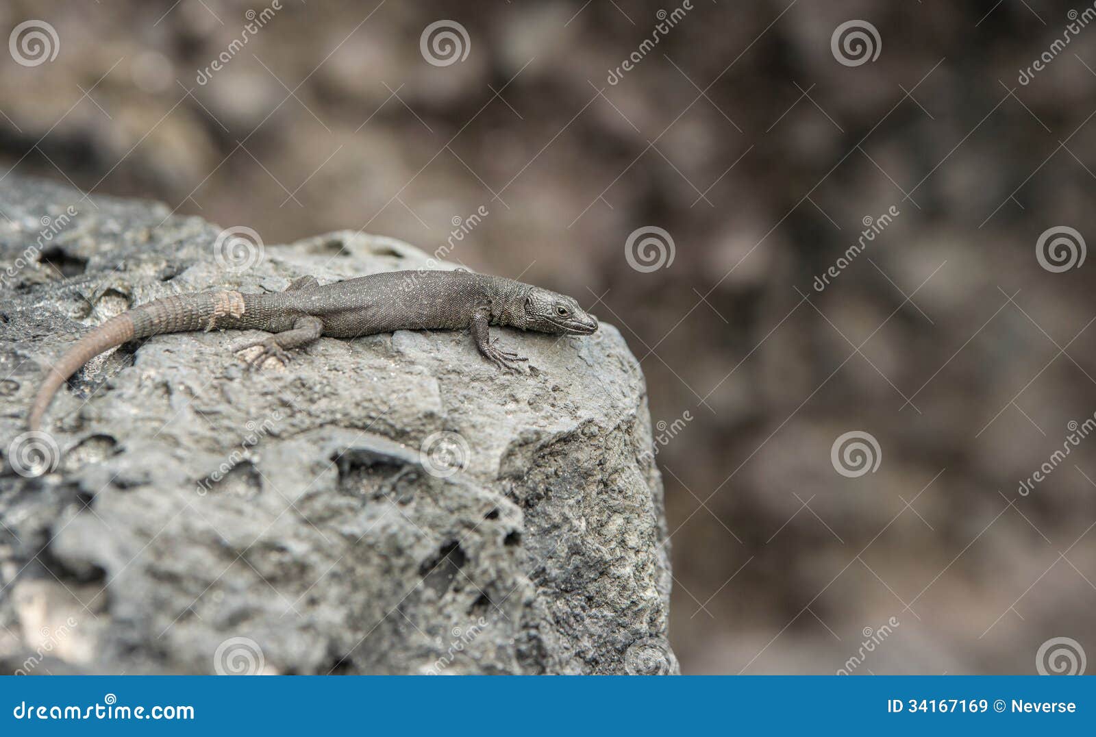 Rock lizard stock image. Image of volcano, black, reptile - 34167169