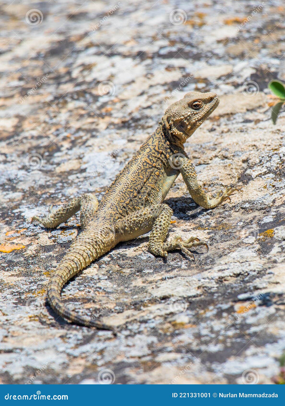 Rock Lizard. Caucasian Agama on the Rock. Stock Image - Image of ...