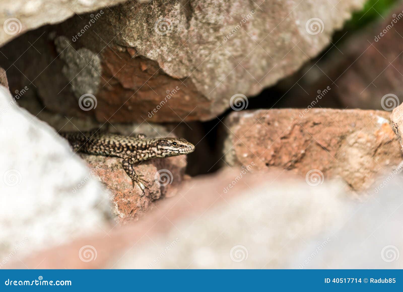 Rock Lizard stock photo. Image of gray, crawling, blooded - 40517714