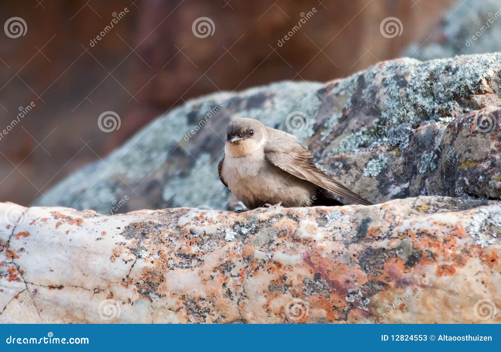Rock Martin stock image. Image of fuligula, rock, brown - 12824553